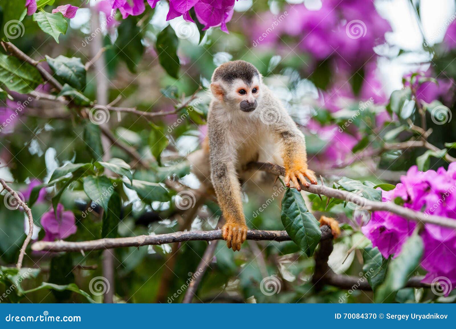 The Squirrel Monkey and Pink Flowers. the Common Squirrel Monkey ...