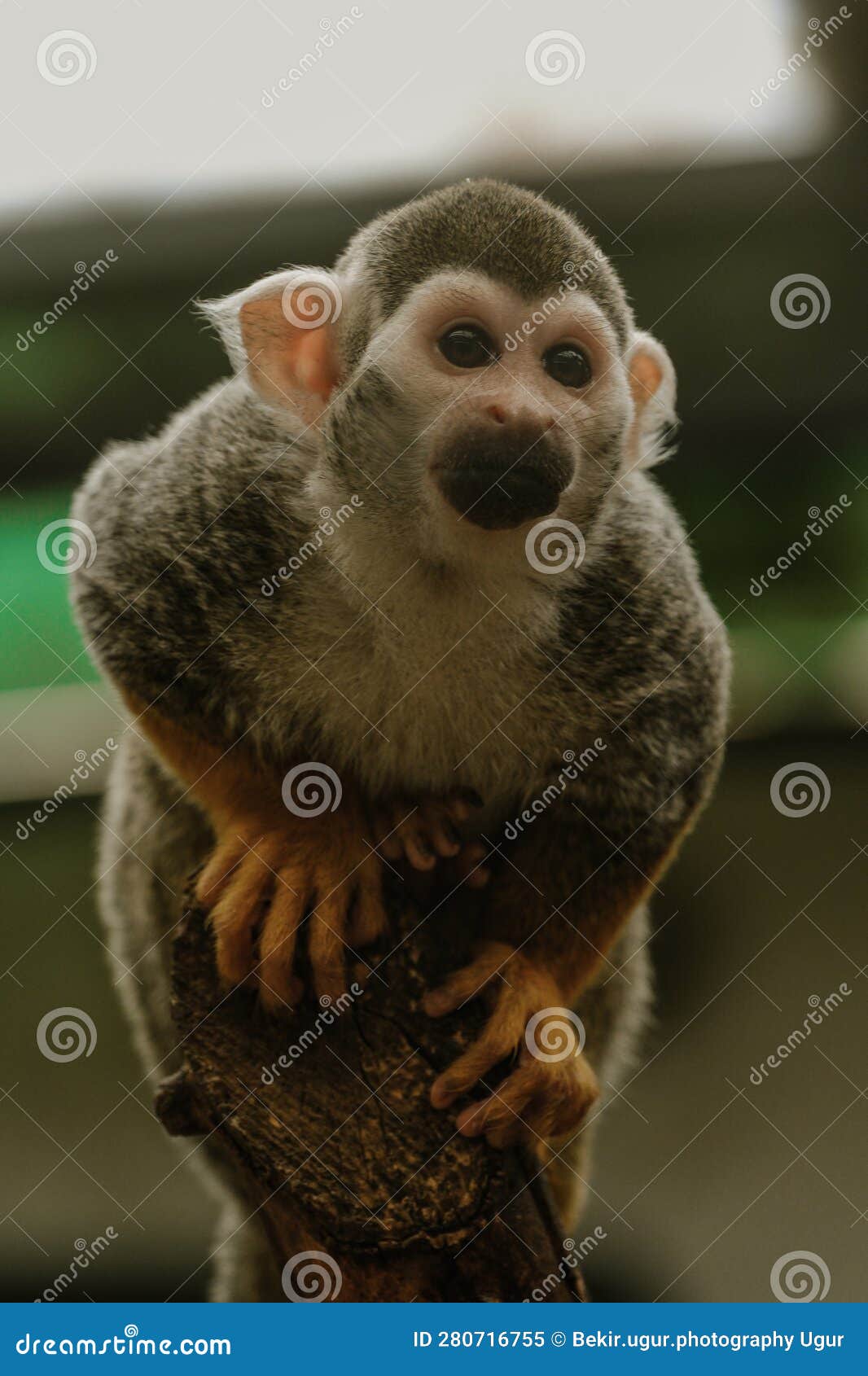 Squirrel monkey stock image. Image of rodent, yellow - 280716755