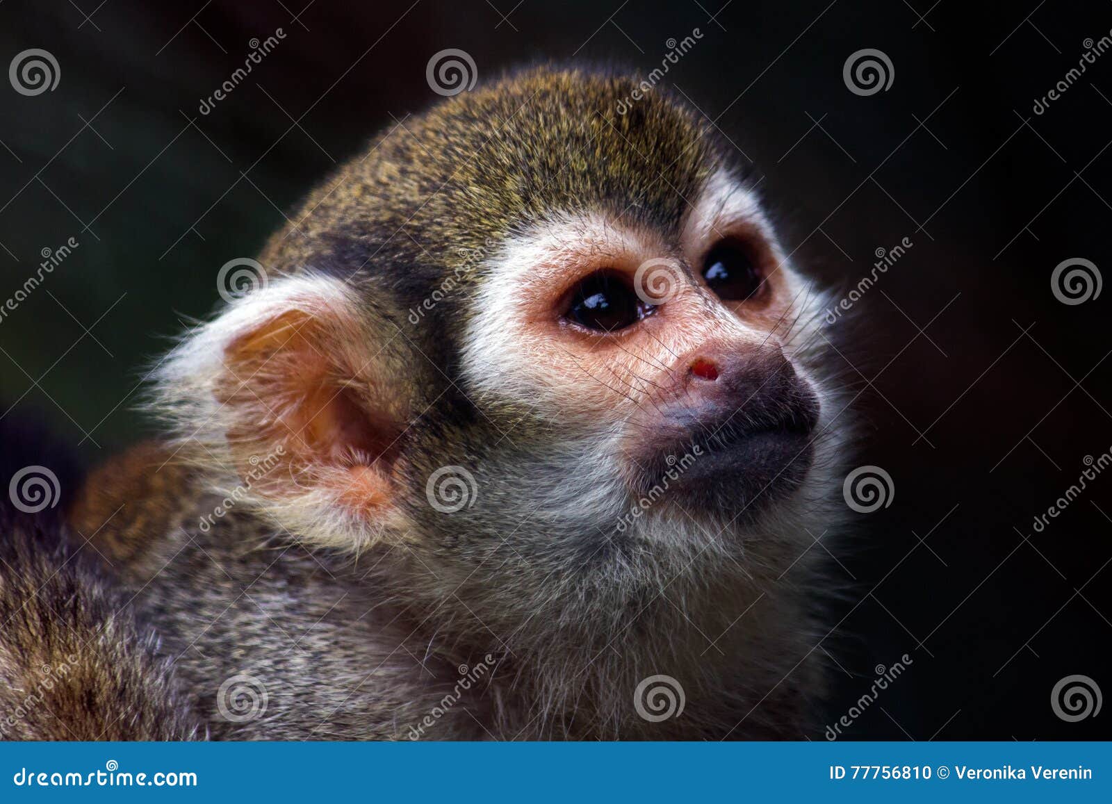 Squirrel monkey stock photo. Image of wild, eyes, saimiri - 77756810
