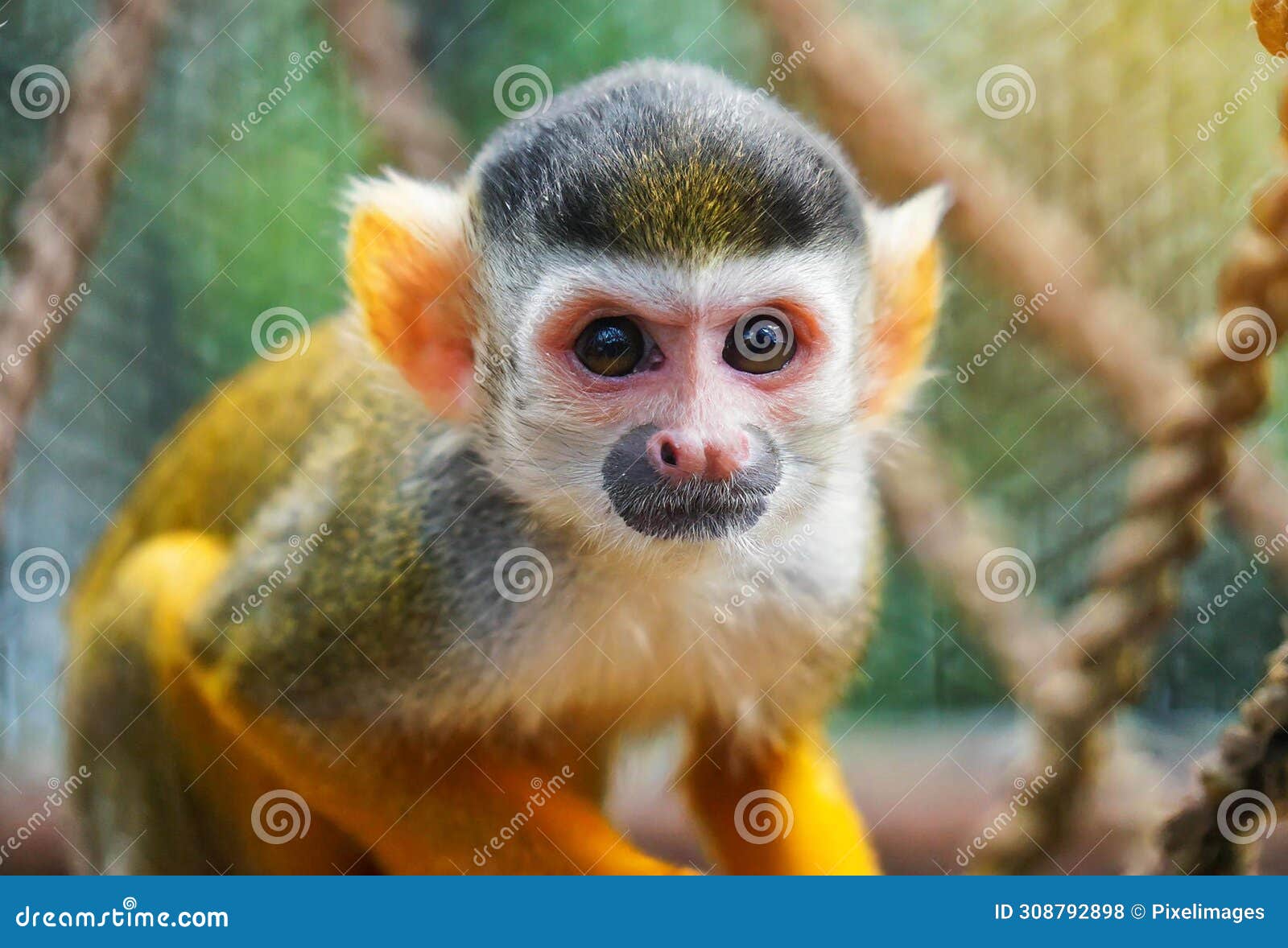 Squirrel Monkey Portrait in a Zoo, Ia Generated, Stock Illustration ...