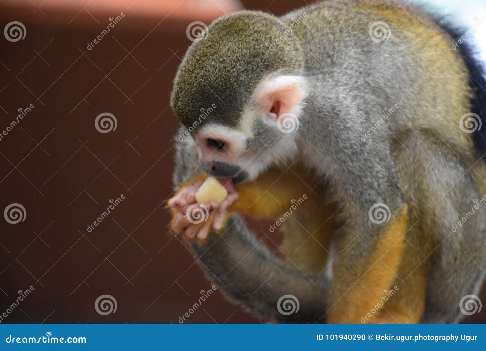 Squirrel monkey stock photo. Image of face, hair, adorable - 101940290