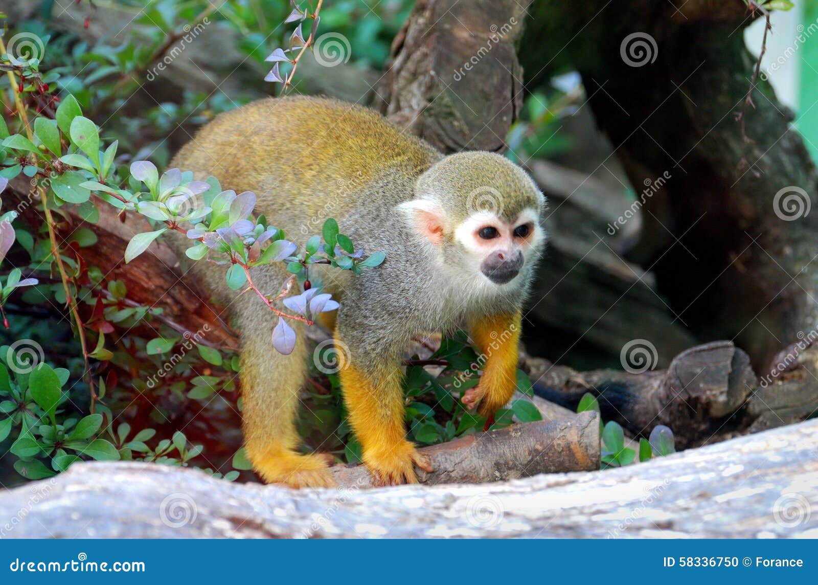 Squirrel Monkey stock photo. Image of sciureus, squirrel - 58336750