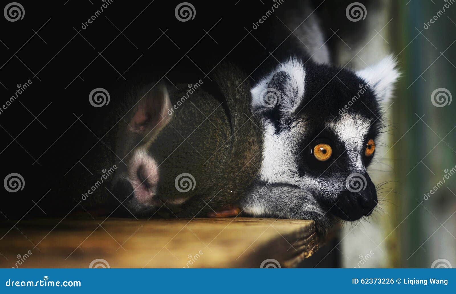 Squirrel Monkey and Ring - Tailed Lemur Stock Photo - Image of lovely ...