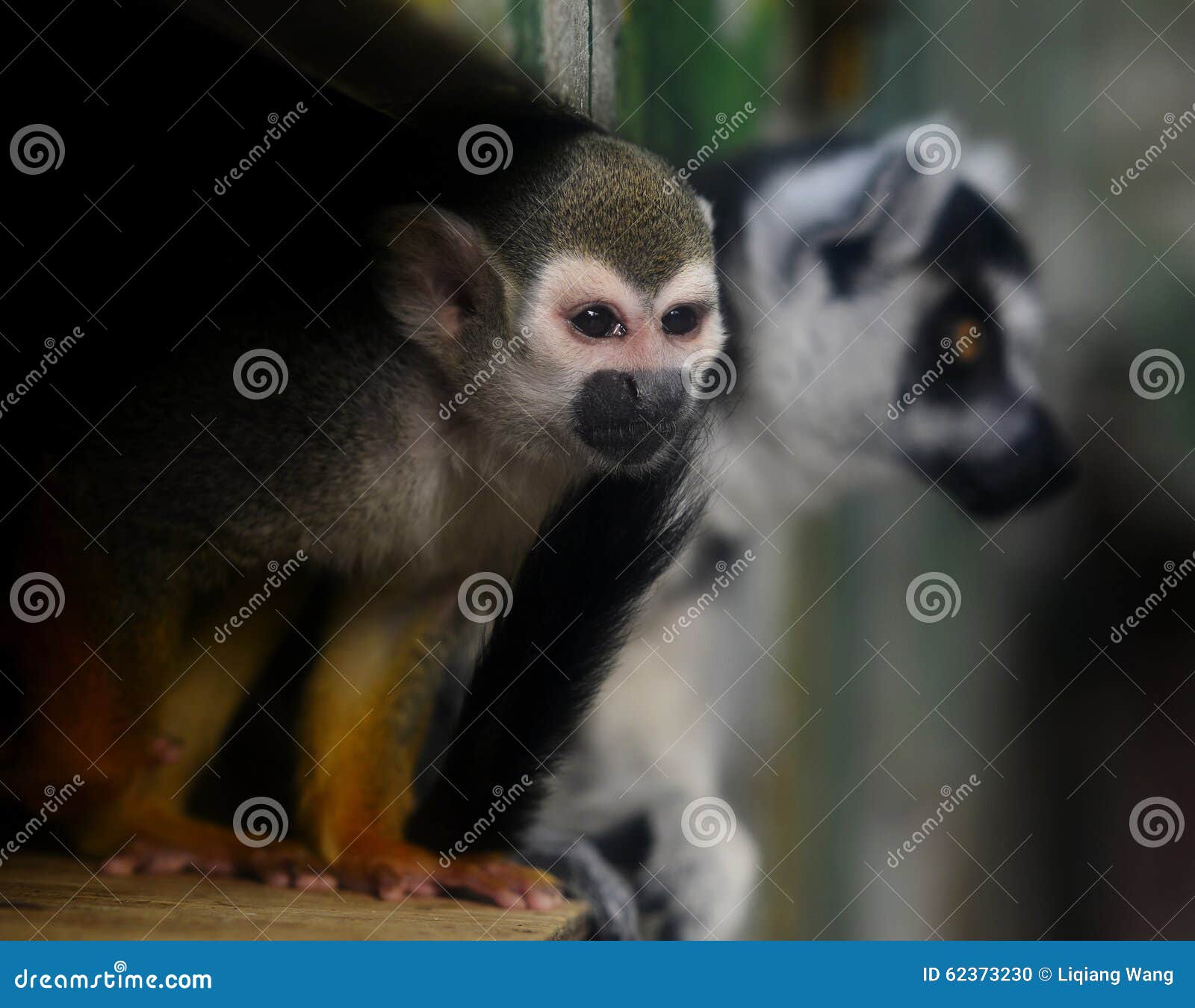 Squirrel Monkey and Ring - Tailed Lemur Stock Photo - Image of ...