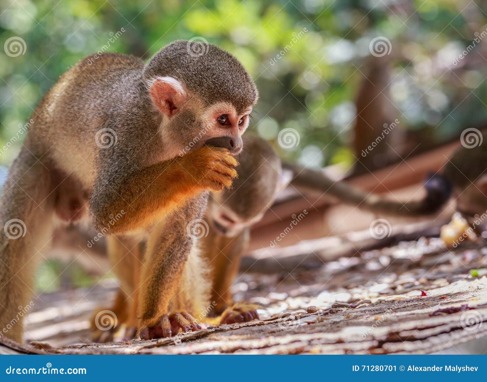 Squirrel Monkey (saimiri) Eating Stock Image - Image of eyes, nature ...