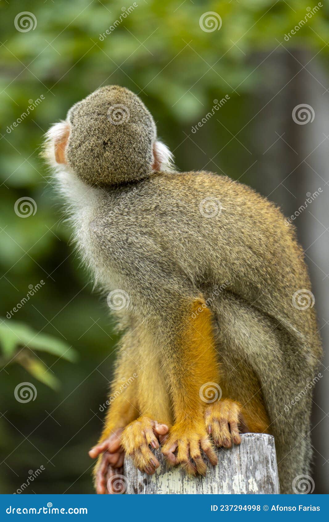 Squirrel Monkey Saimiri Sciureus in the Tapajos River, Amazon ...
