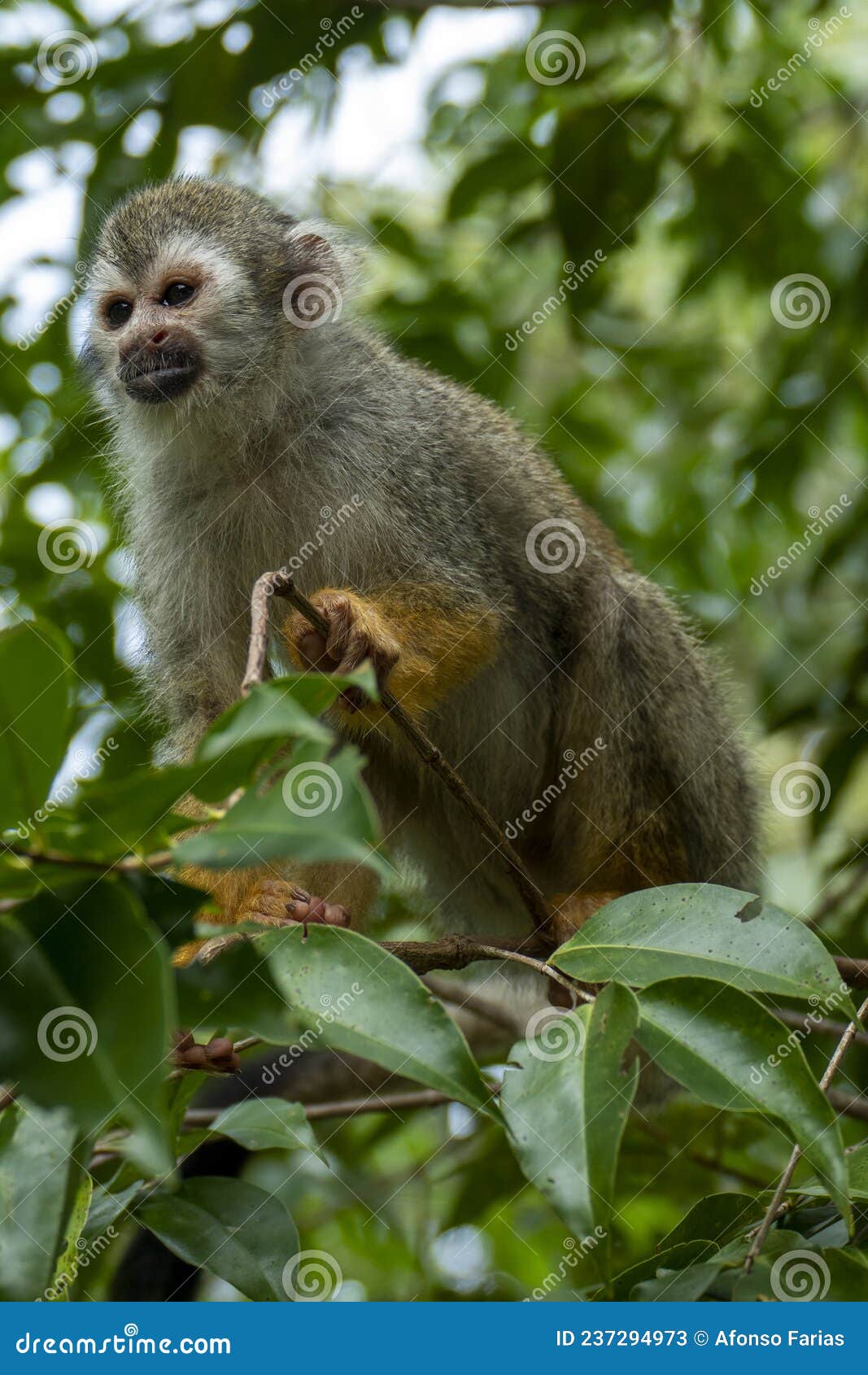 Squirrel Monkey Saimiri Sciureus in the Tapajos River, Amazon ...