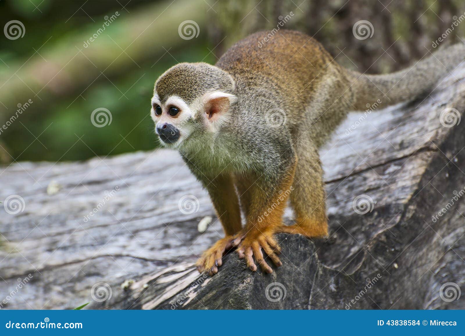 Squirrel Monkey (Saimiri Sciureus) Stock Photo - Image of monkeys ...