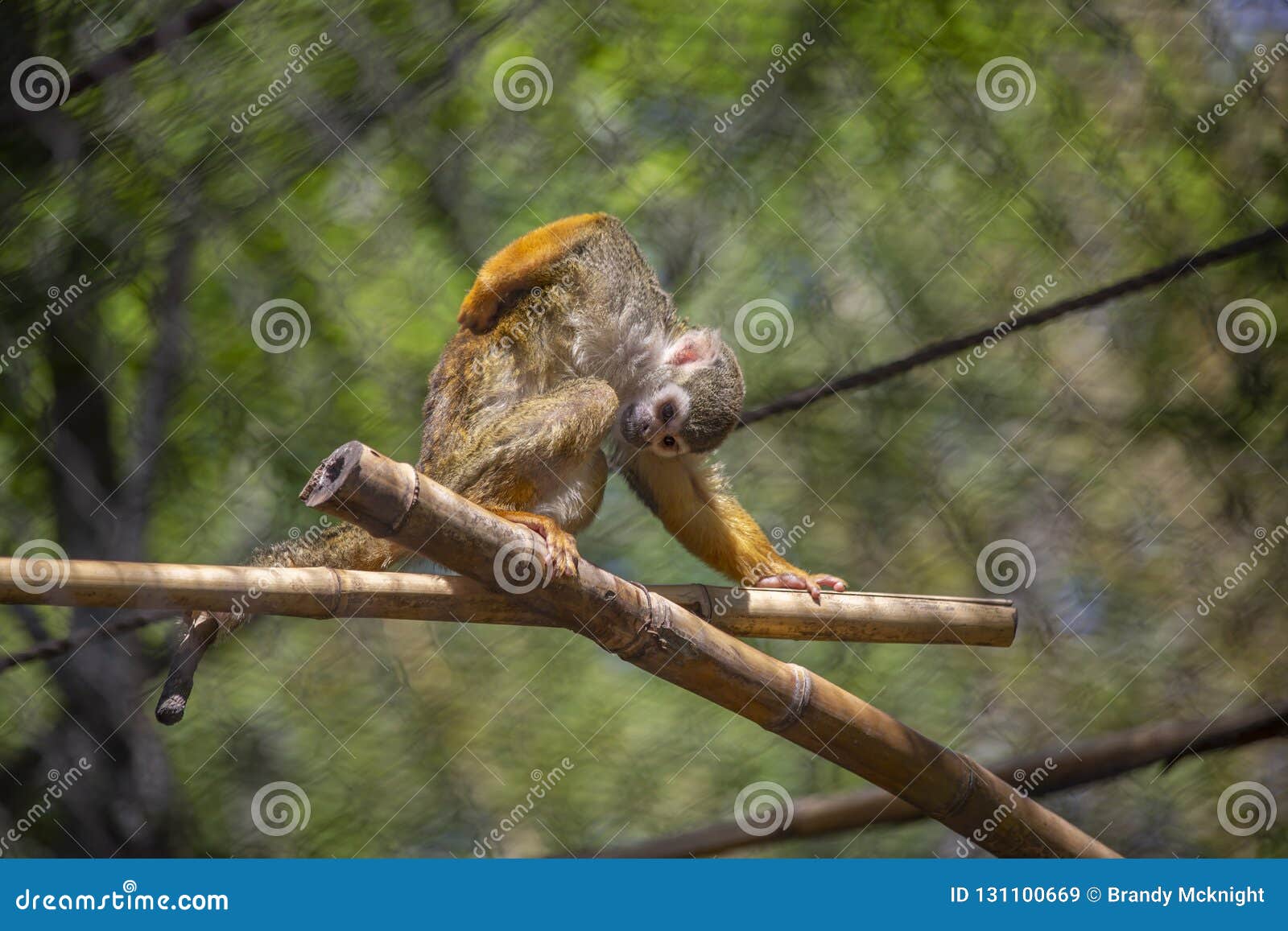 Squirrel Monkey Scratching stock image. Image of living - 131100669