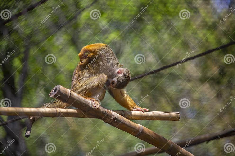 Squirrel Monkey Scratching stock image. Image of columbia - 131100671