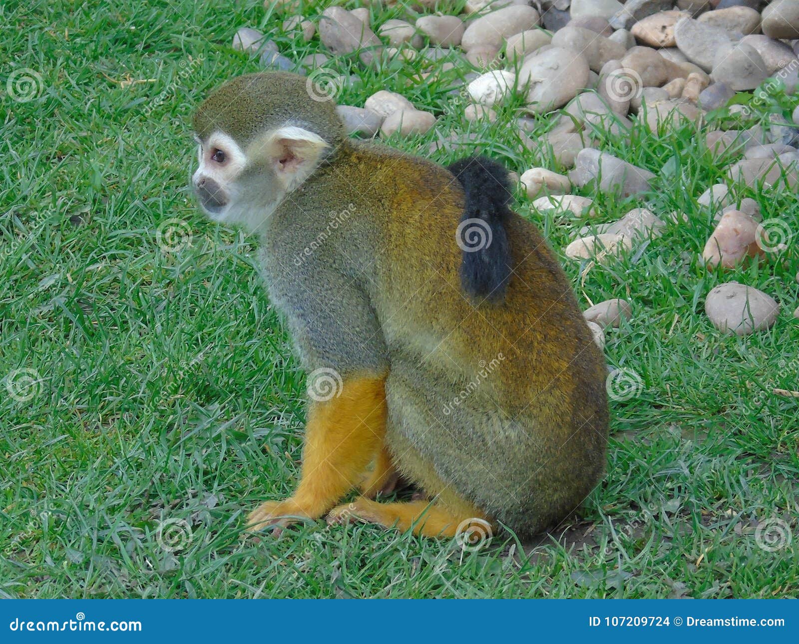 Squirrel Monkey with Its Tail Stock Photo - Image of squirrel ...