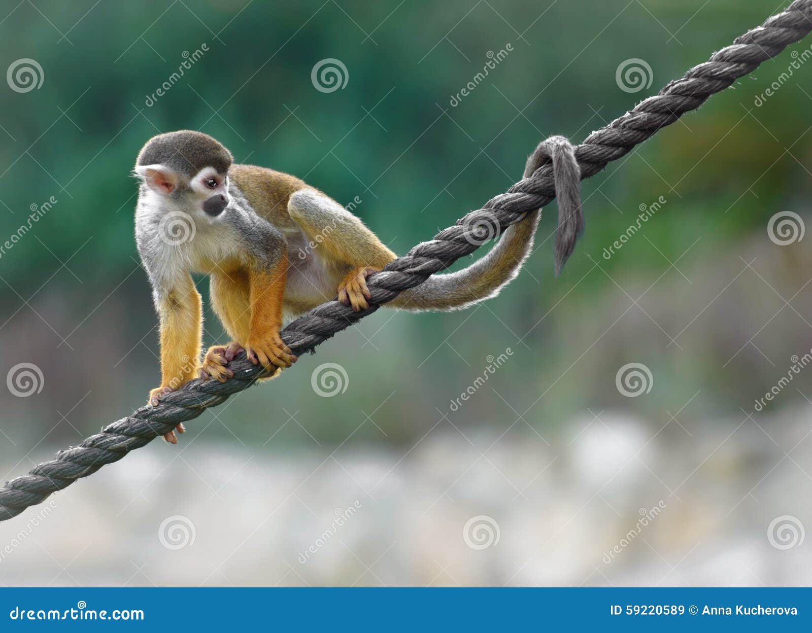 Squirrel Monkey Sitting on a Rope Stock Image - Image of acrobatics ...
