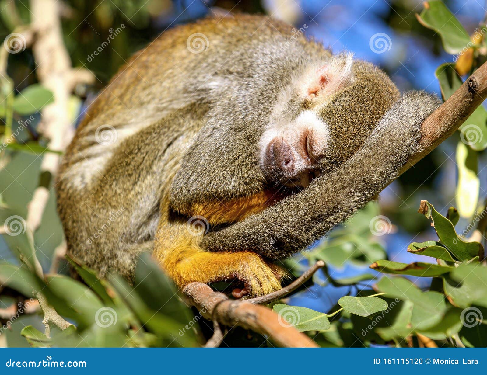 Squirrel Monkey Sleeping in a Tree Stock Photo - Image of adorable ...