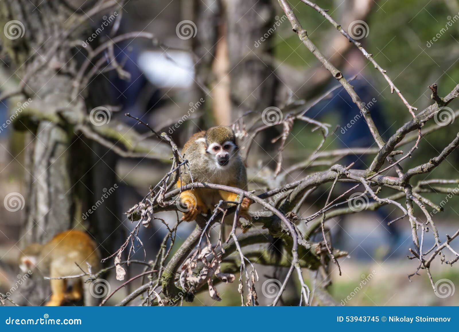 Squirrel monkey stock image. Image of wildlife, branch - 53943745