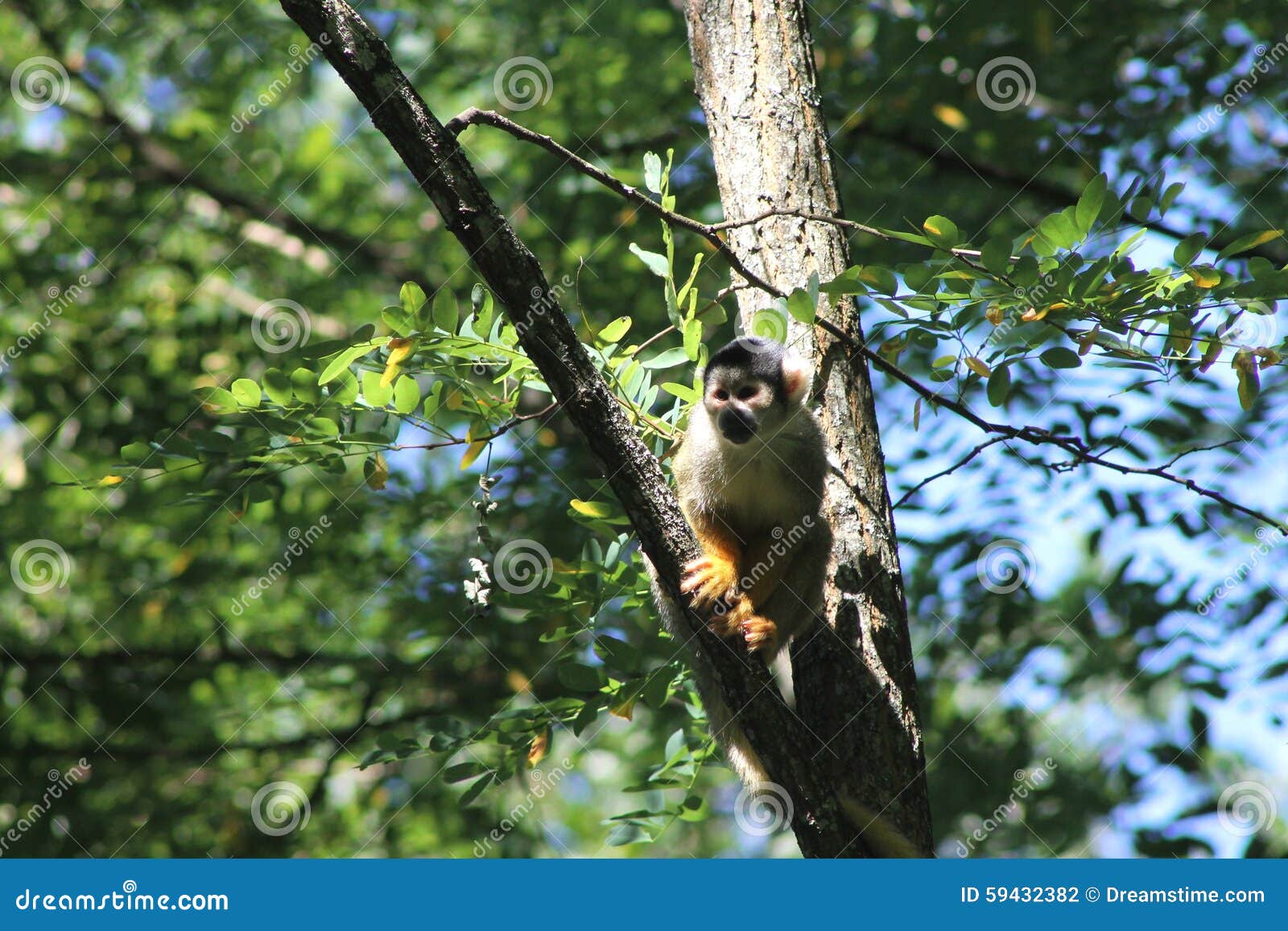 Squirrel Monkey stock photo. Image of trees, wildlife - 59432382