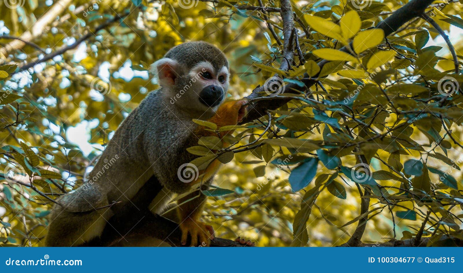 Squirrel Monkey on a Tree Branch Stock Image - Image of rainforest ...