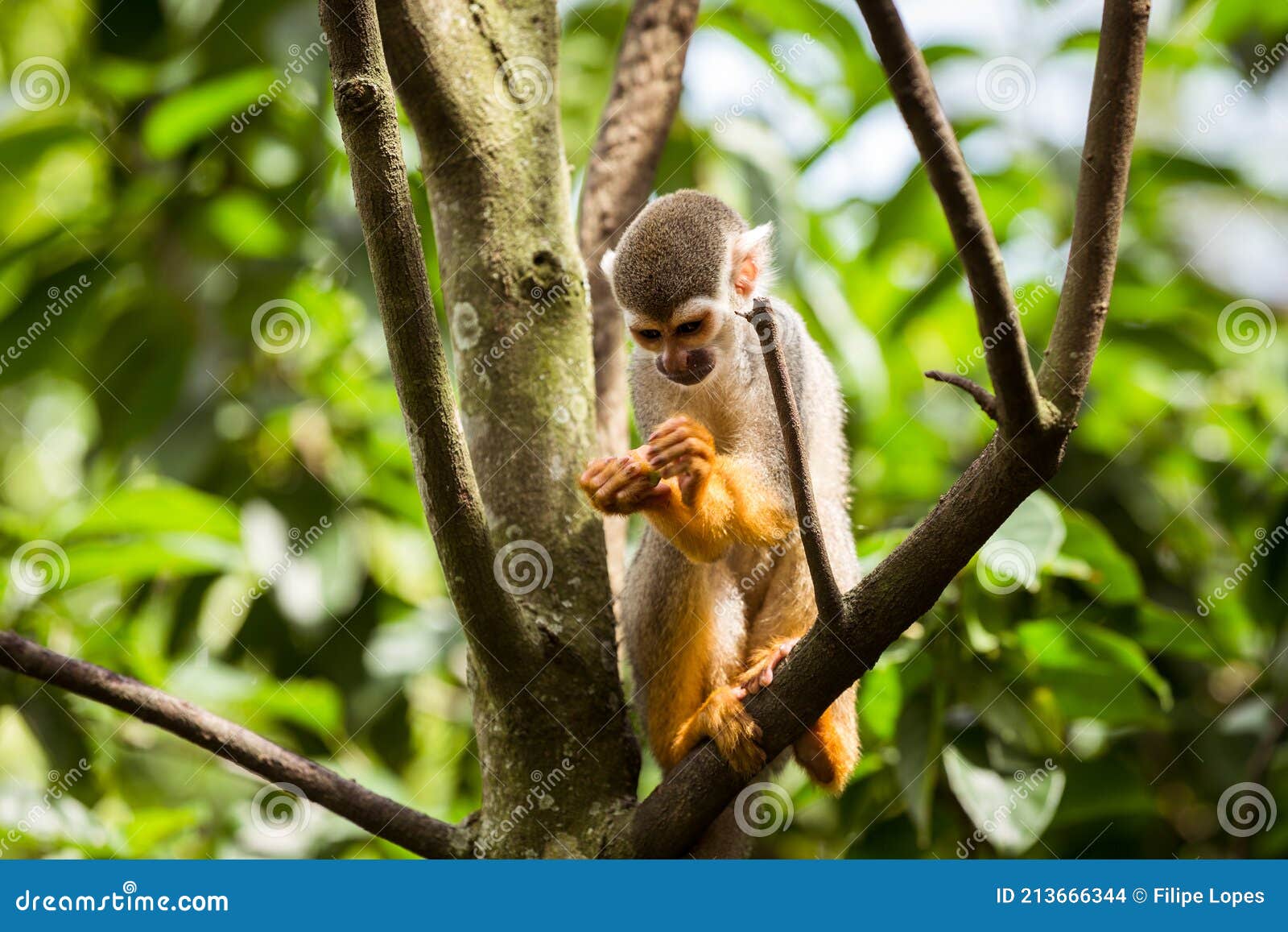 Squirrel Monkey on Top of a Tree Stock Photo - Image of green, animal ...