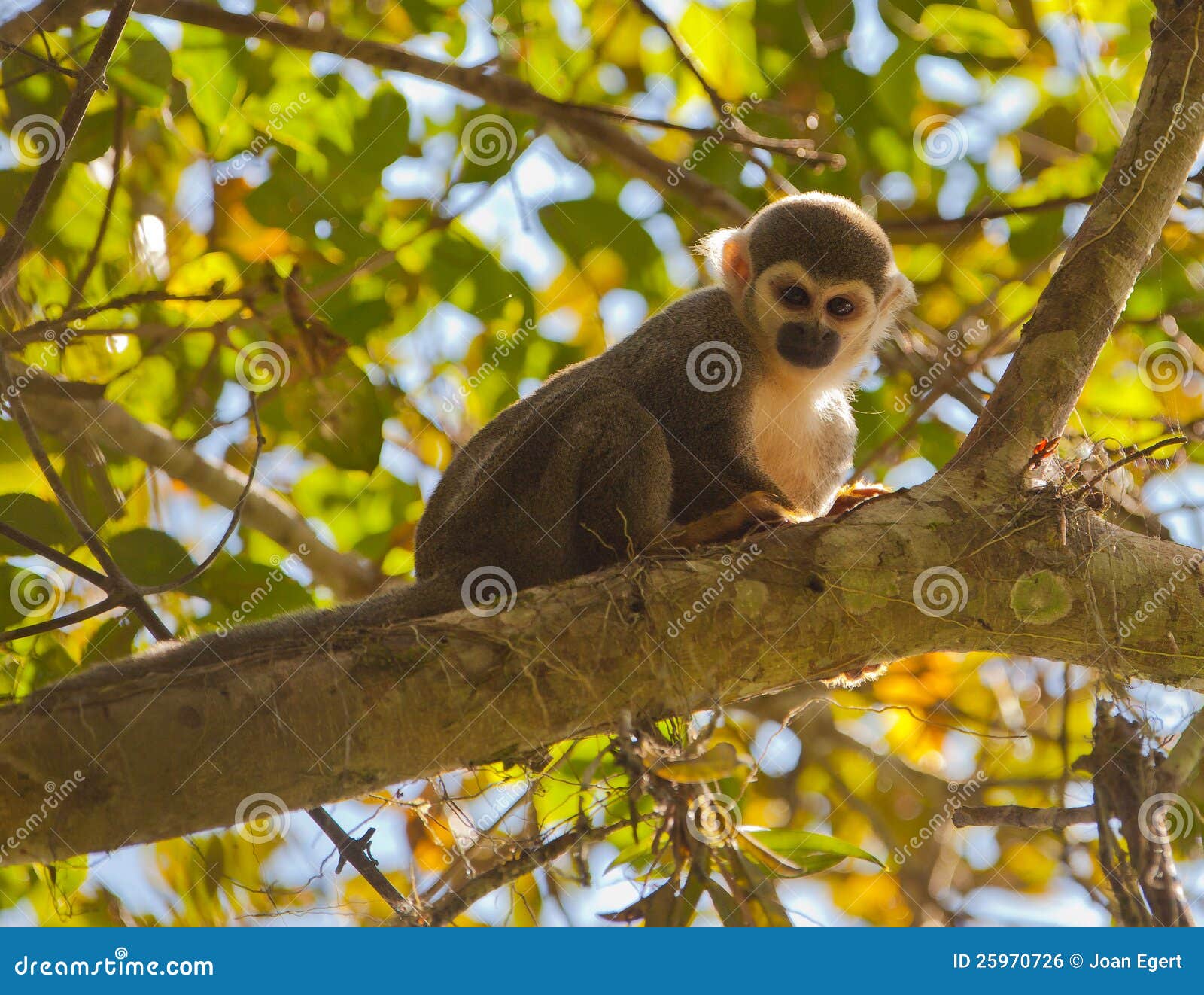 Squirrel Monkey on tree stock photo. Image of peru, colors - 25970726
