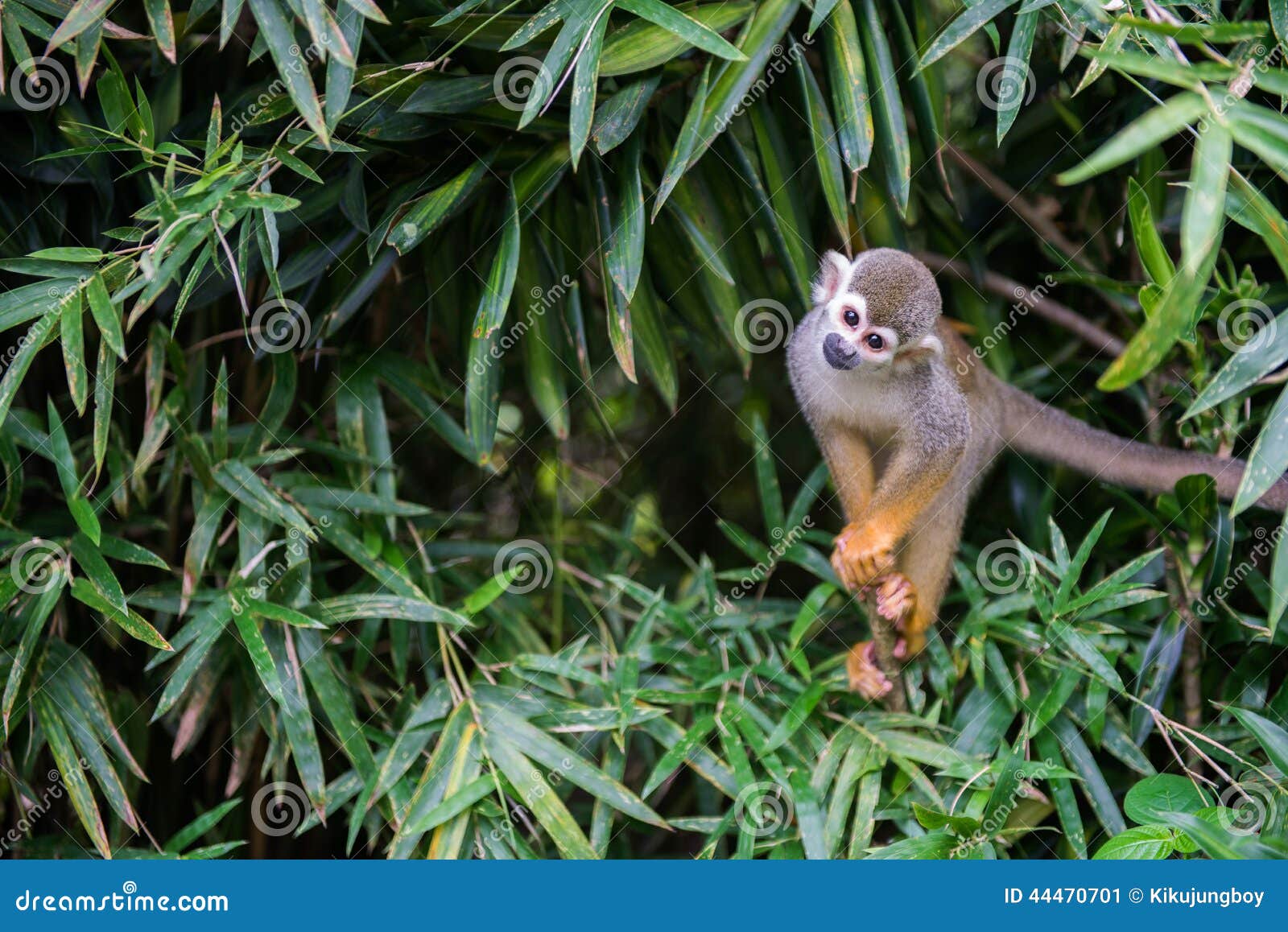 Squirrel Monkey on the Tree Stock Image - Image of animal, central ...