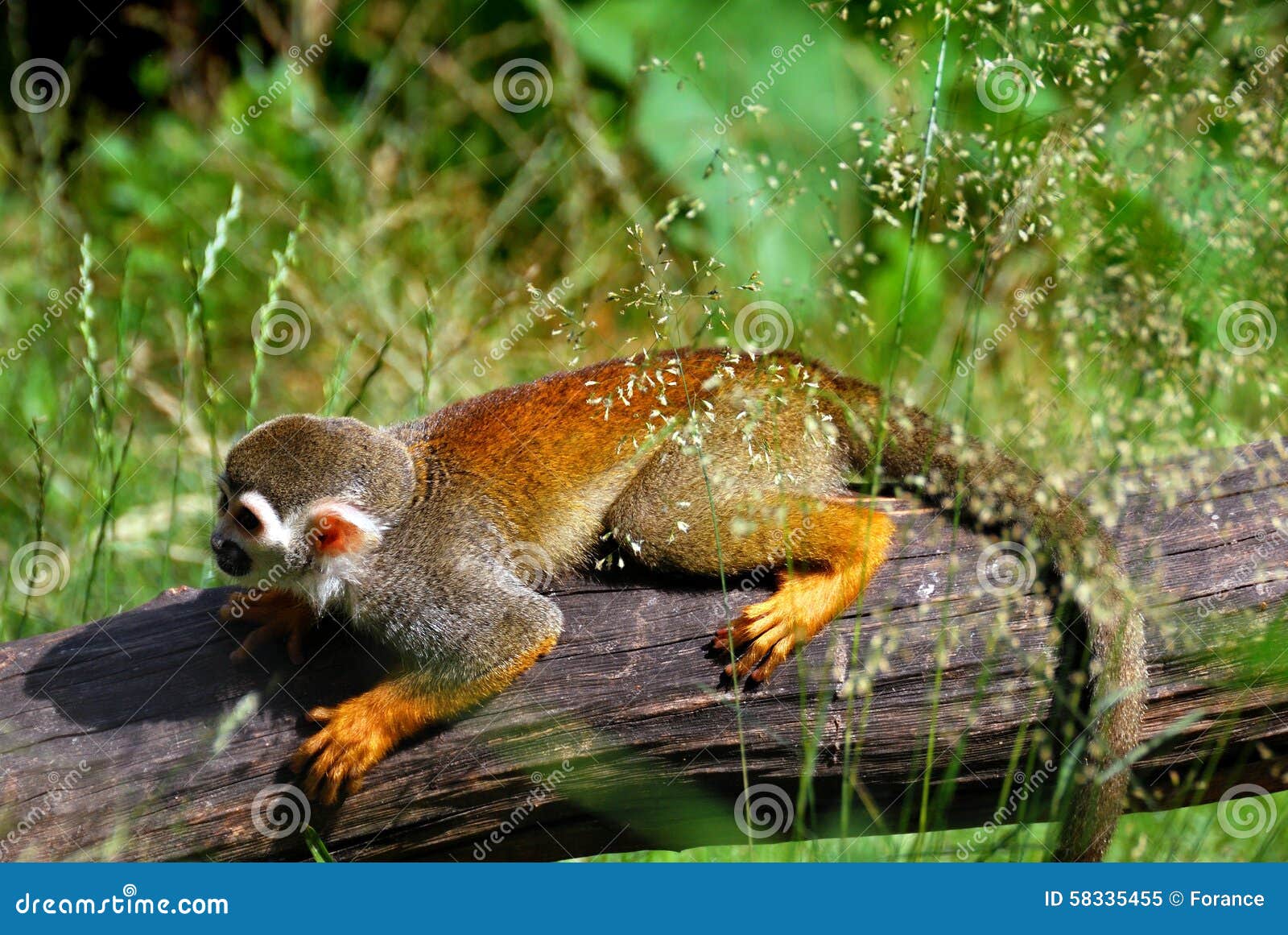 Squirrel Monkey on Tree stock image. Image of mammal - 58335455