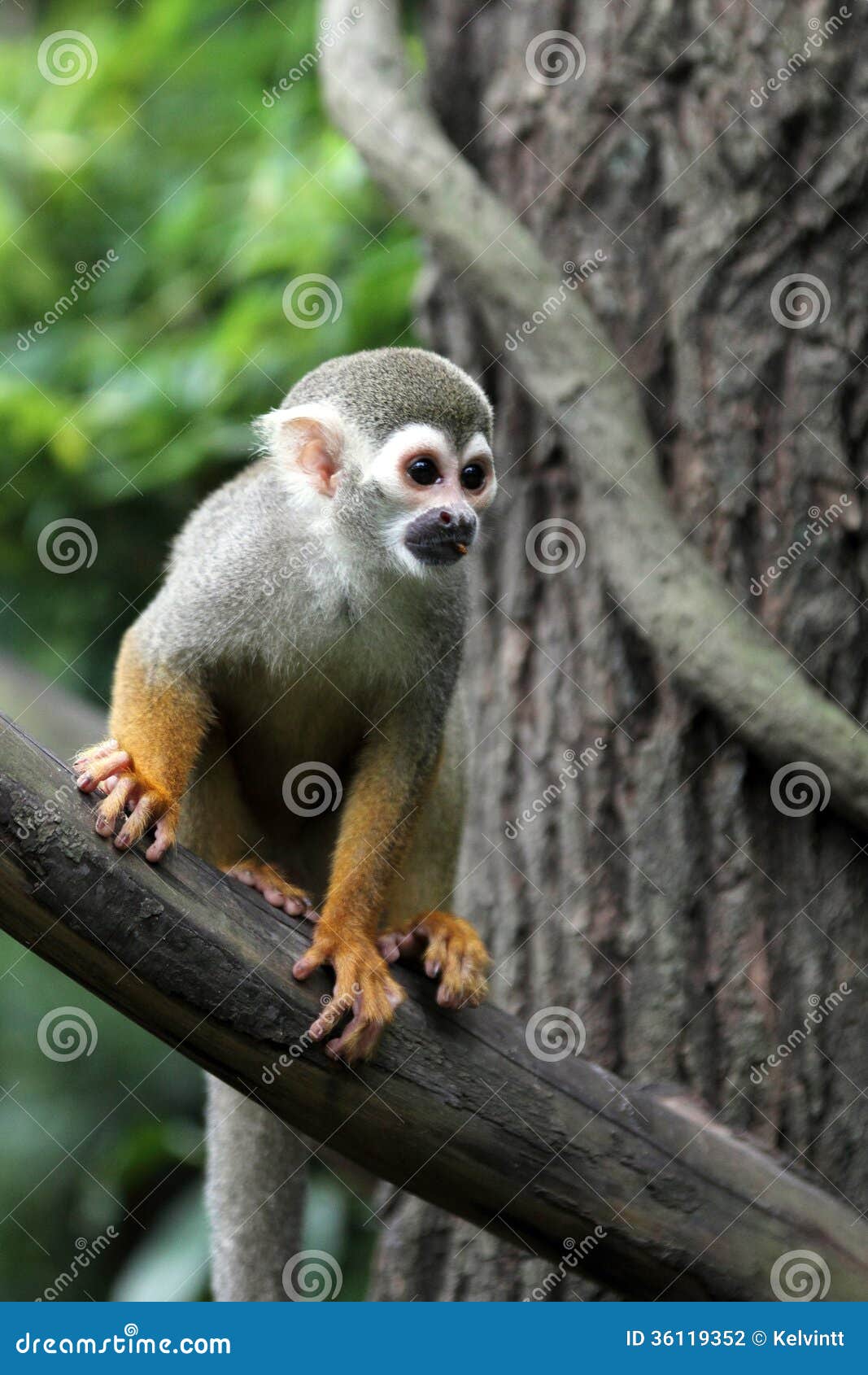 Squirrel Monkey on Tree 2 stock photo. Image of grimace - 36119352