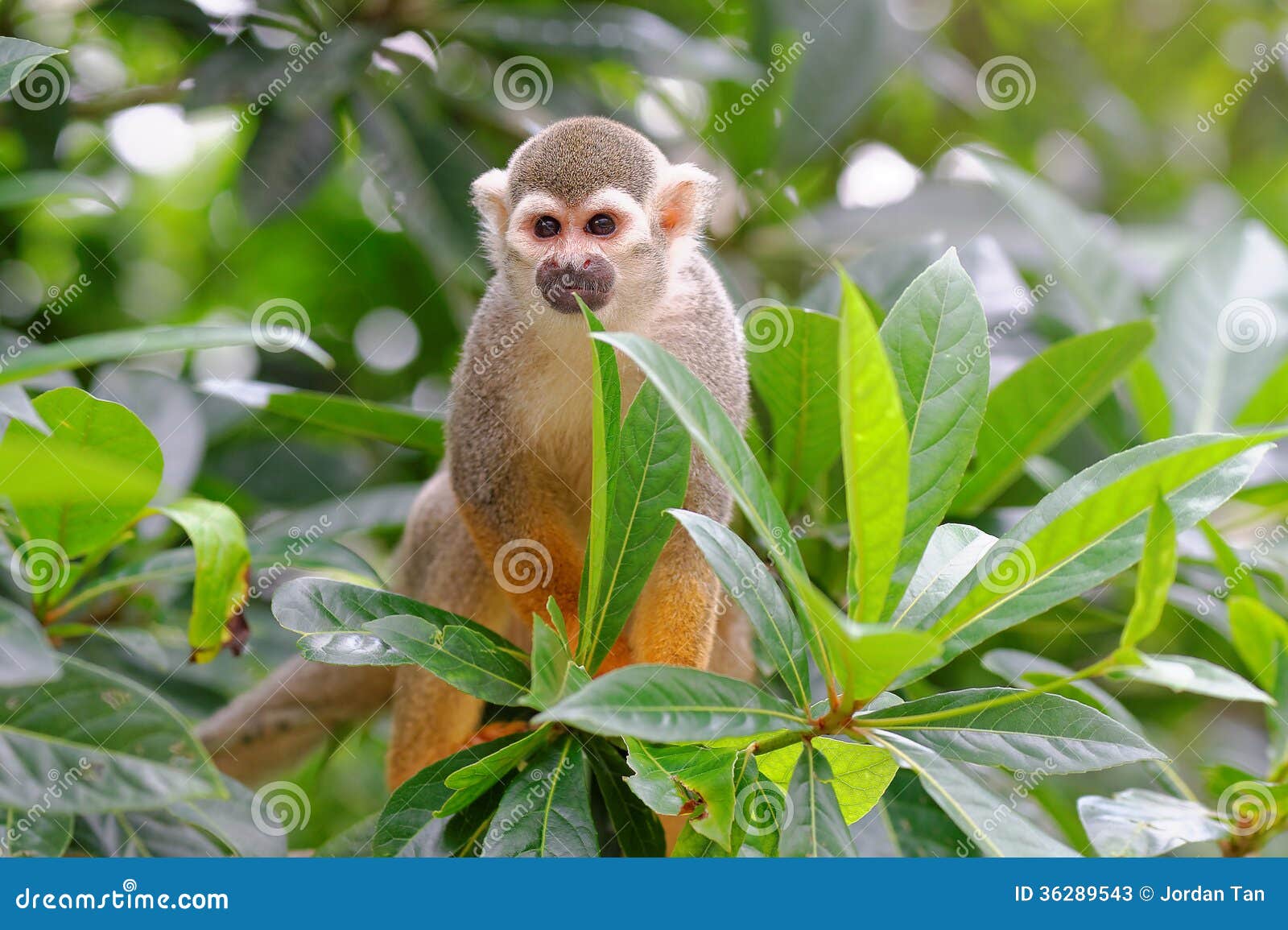 Squirrel monkey on a tree stock image. Image of monkey - 36289543