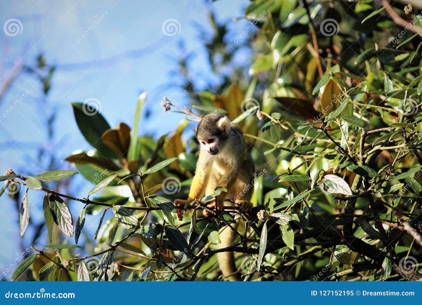 Squirrel monkey in a tree stock image. Image of sitting - 127152195