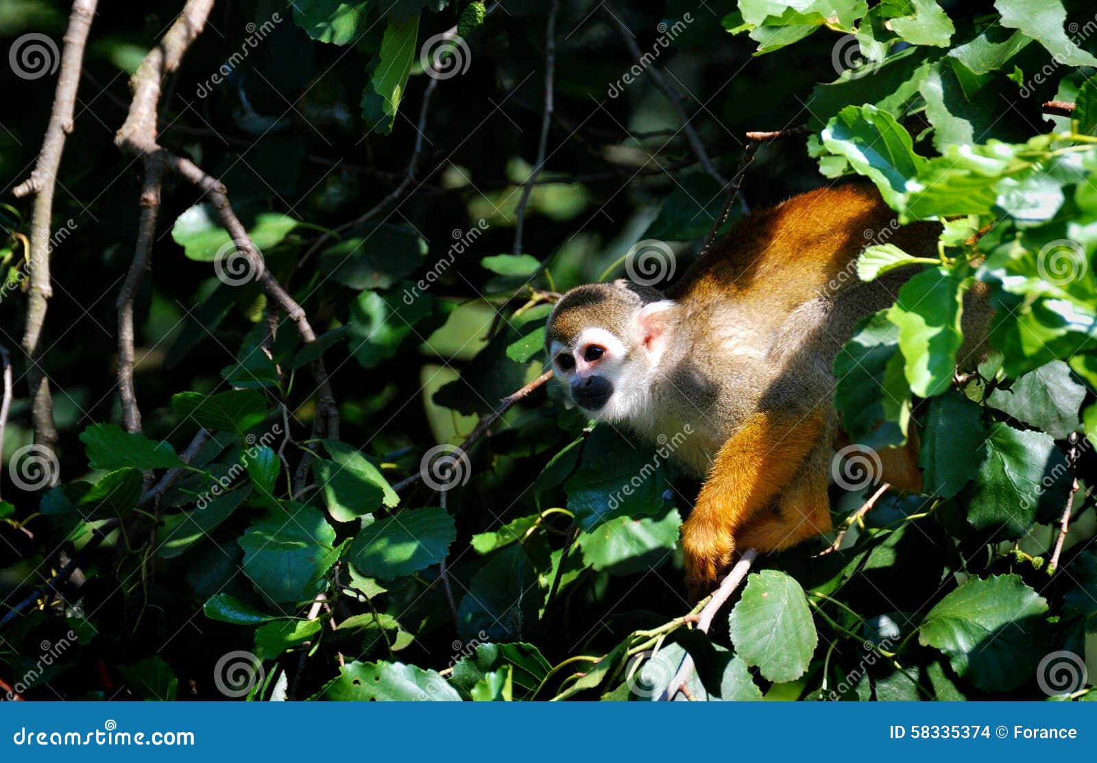 Squirrel Monkey on Tree stock photo. Image of animal - 58335374