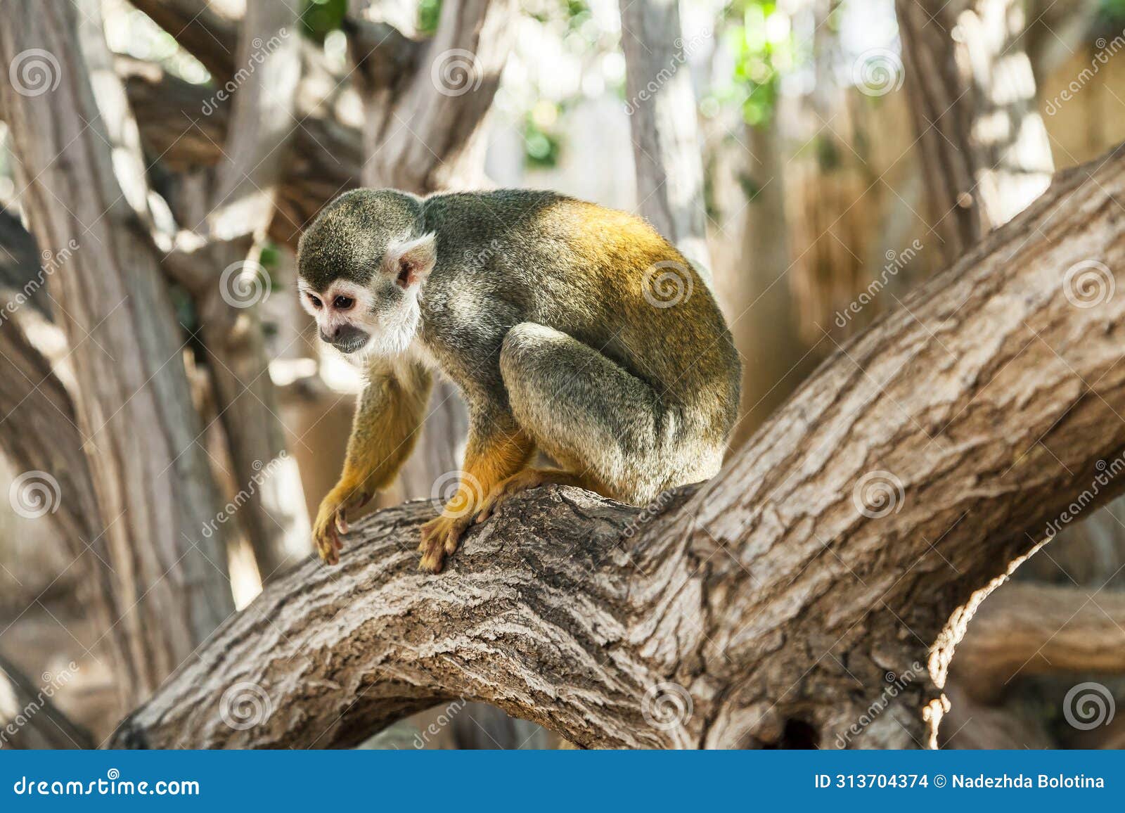 Squirrel Monkey on a Tree in a Zoo Stock Photo - Image of baby, rainforest: 313704374