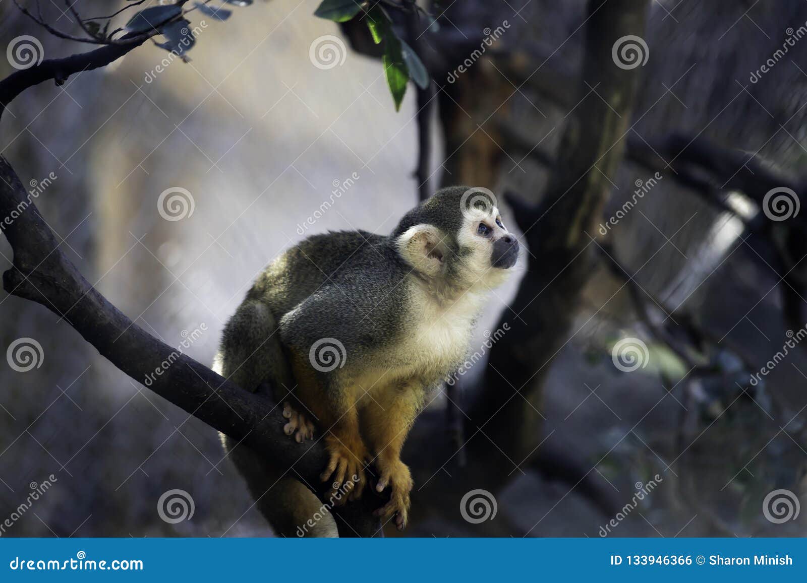 Monkey Teal Stock Photos - Free & Royalty-Free Stock Photos from Dreamstime