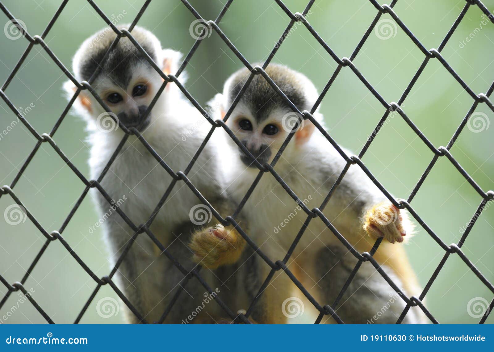 Squirrel Monkey Twins Wildlife Reserve,costa Rica Stock Photo - Image ...