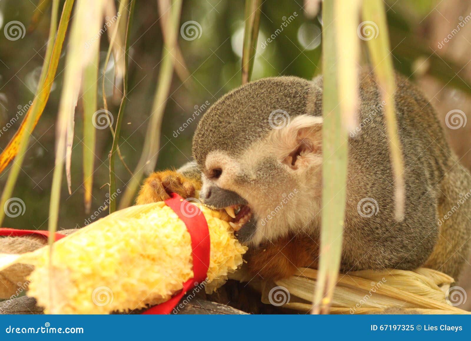 Squirrel monkey stock image. Image of tooth, life, corn - 67197325
