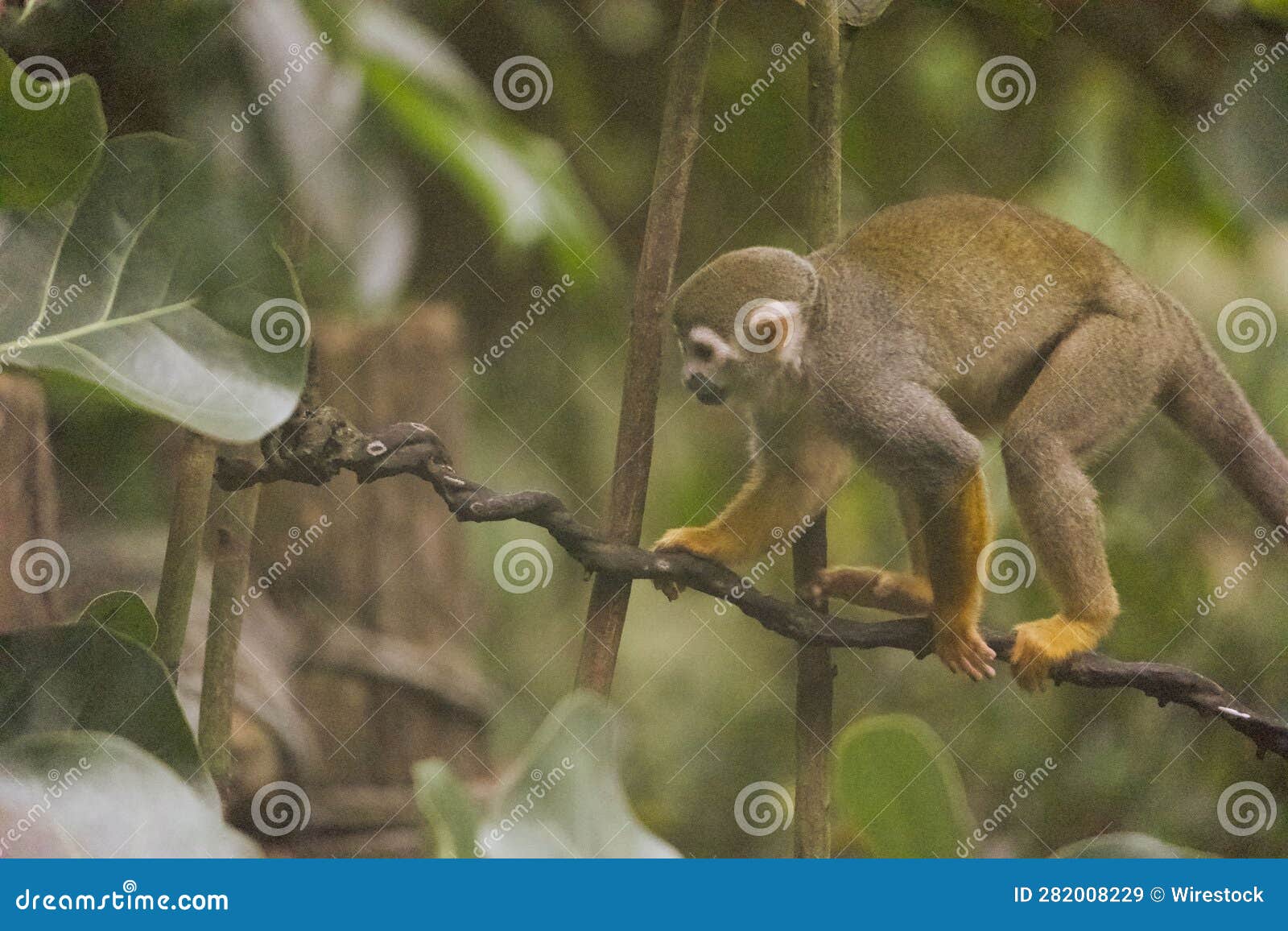 Squirrel Monkey Walking on Branch Stock Image - Image of rainforest ...