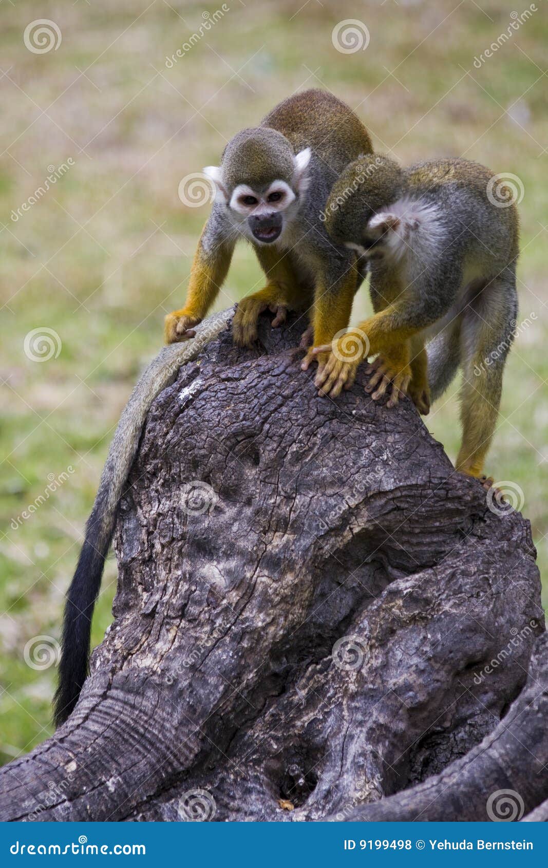 Squirrel monkeys stock photo. Image of playing, squirrel - 9199498