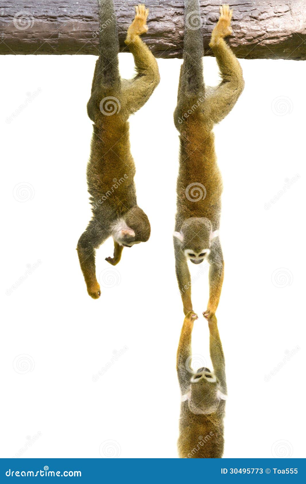 Squirrel Monkeys Help Friend. Stock Image - Image of monkey, south ...