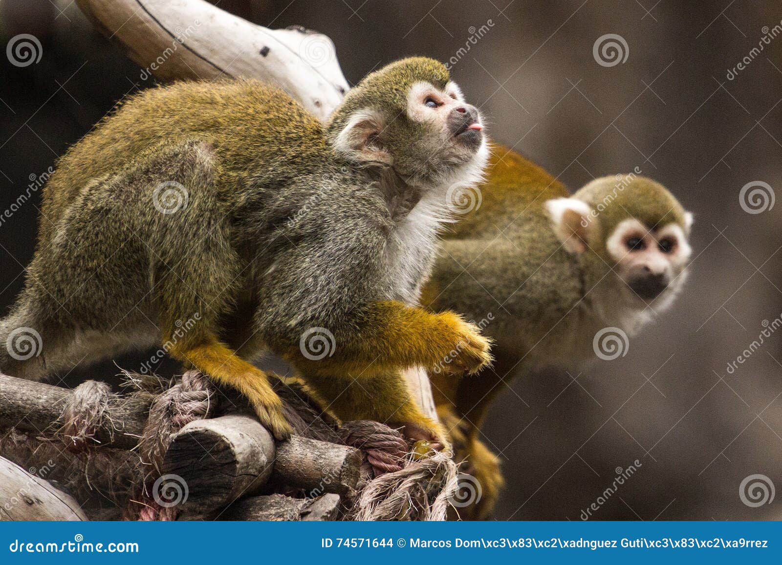 Squirrel Monkeys stock photo. Image of branch, pair, mammal - 74571644