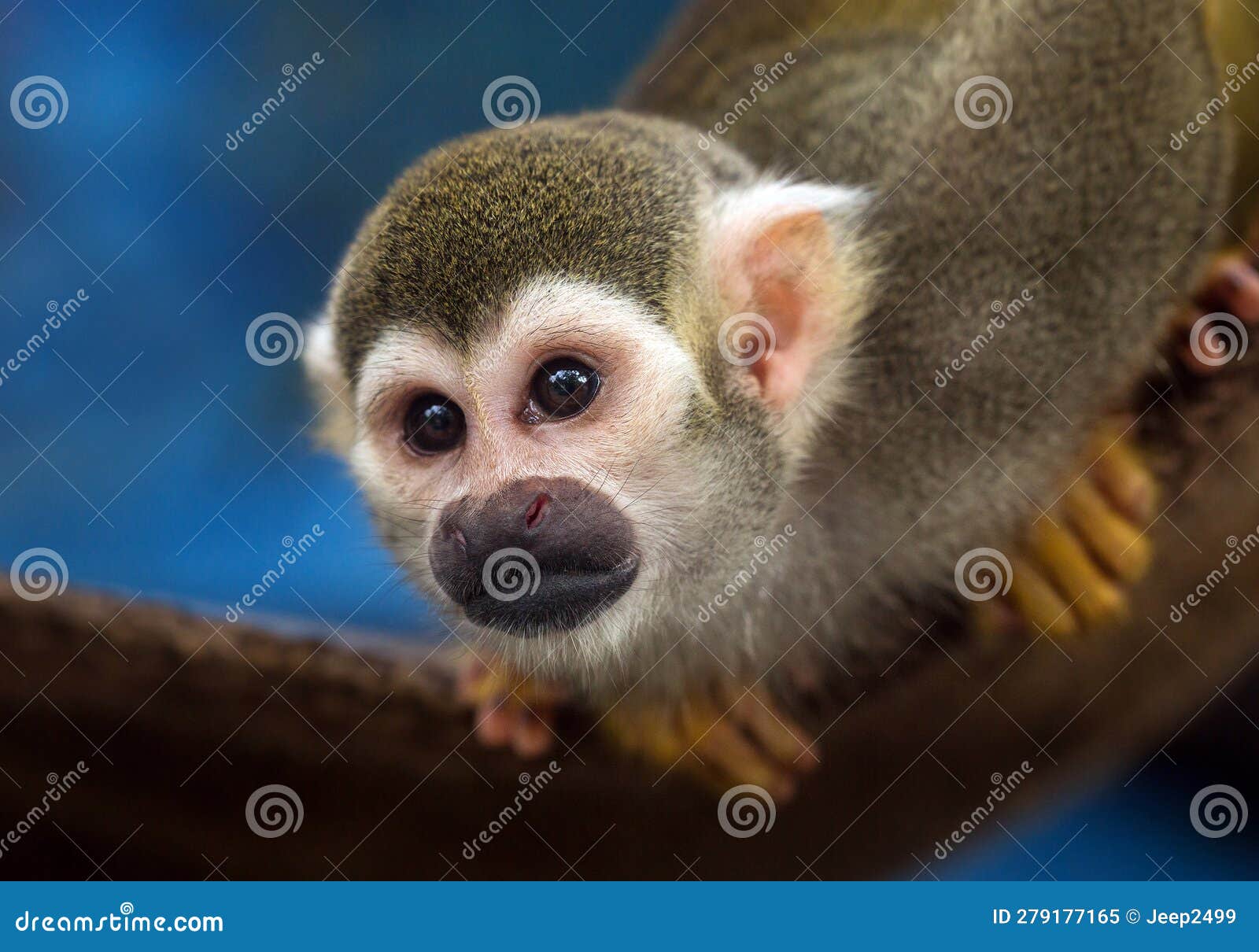 Squirrel monkey. stock image. Image of animals, tree - 279177165