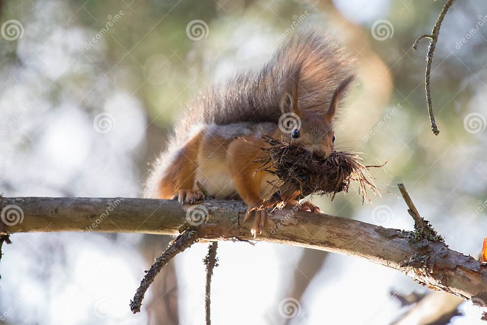 Squirrel mood stock photo. Image of tree, mouth, squirrel - 70169454