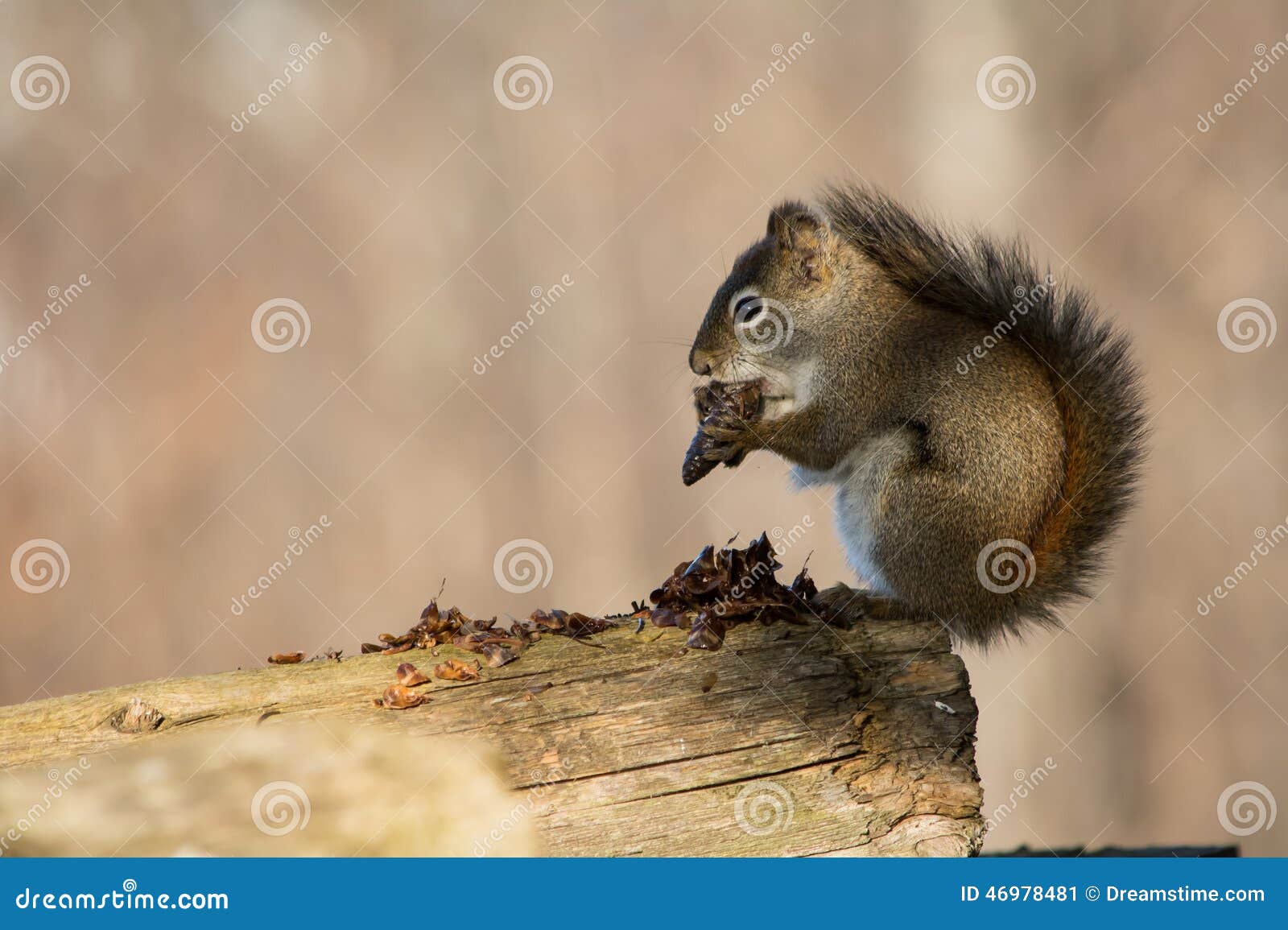 Squirrel at Morning stock image. Image of rodent, squirrel - 46978481