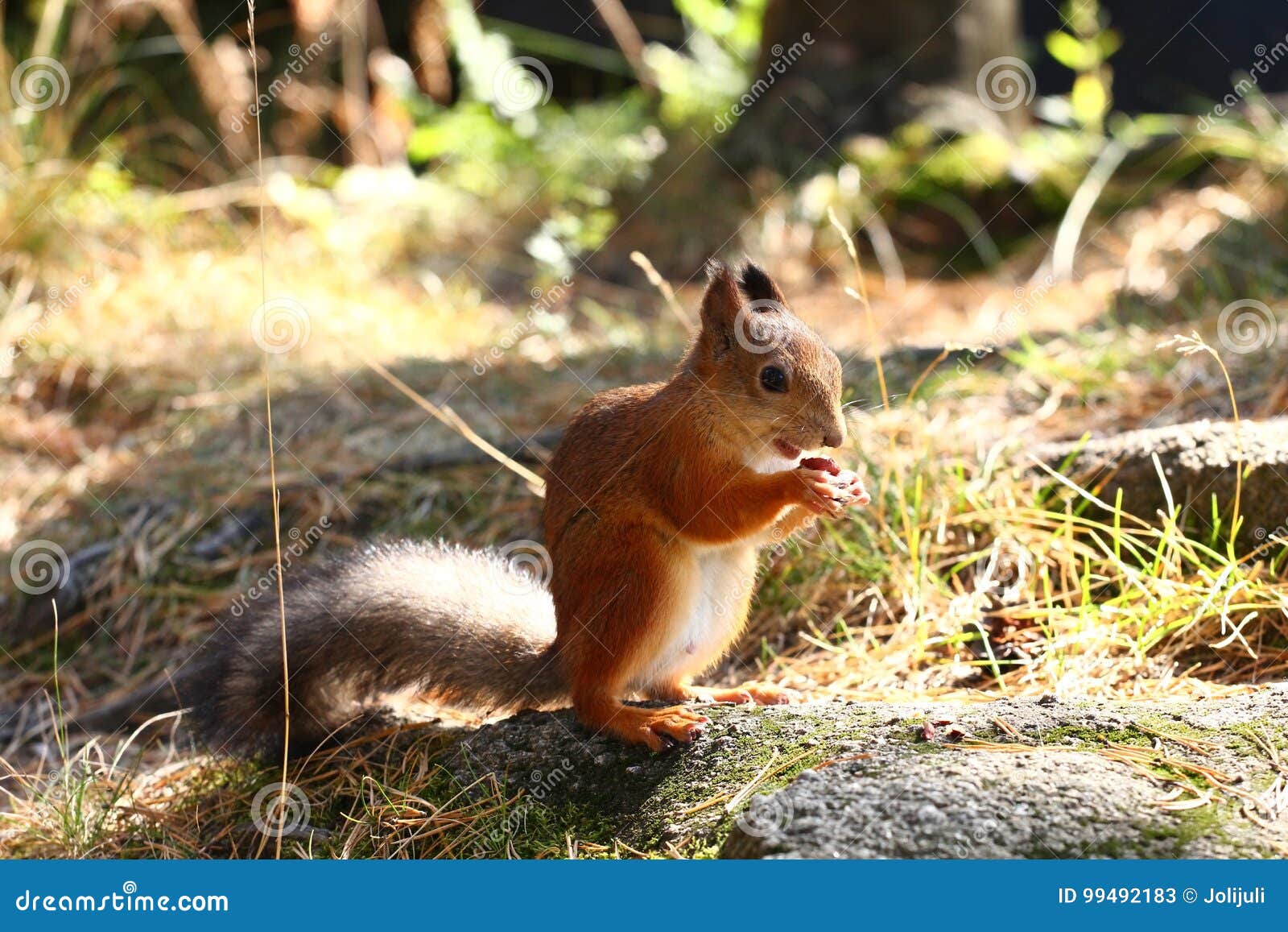 Squirrel in the Morning Park Stock Image - Image of nature, looking ...