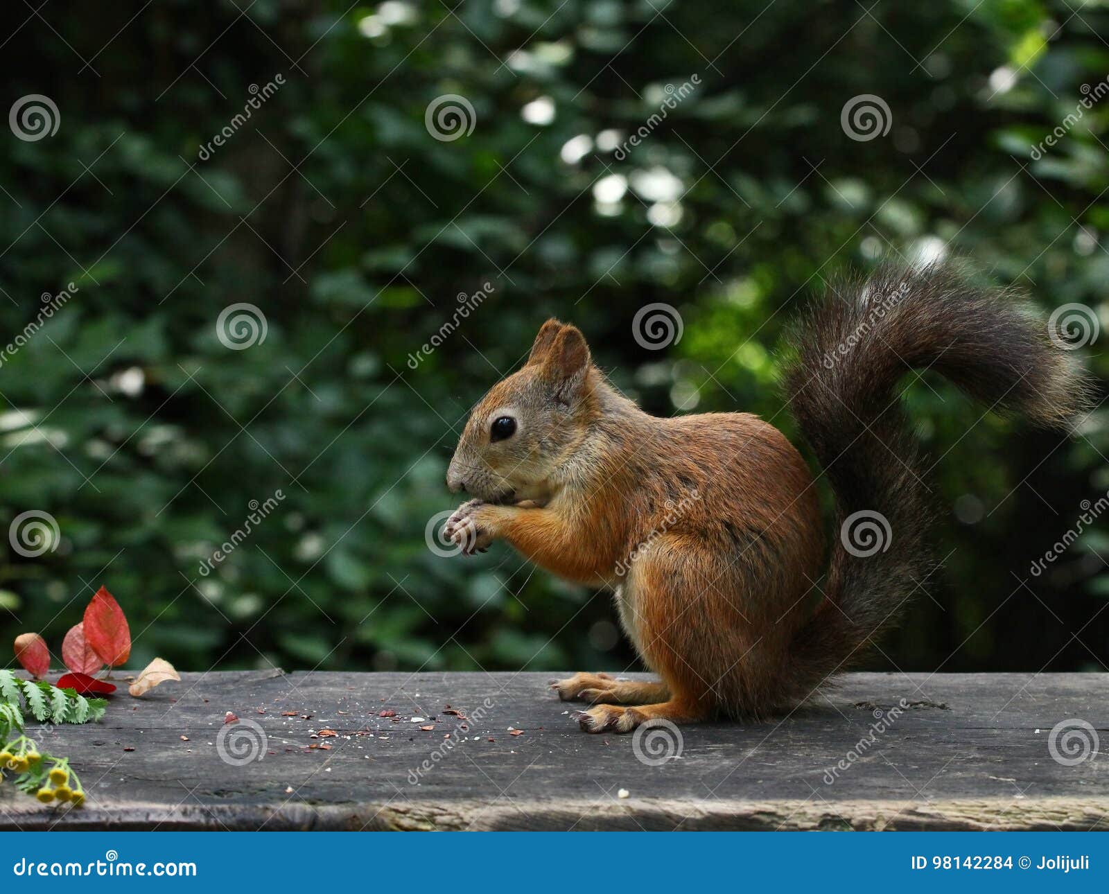 Squirrel in the Morning Park Stock Photo - Image of natural, looking ...