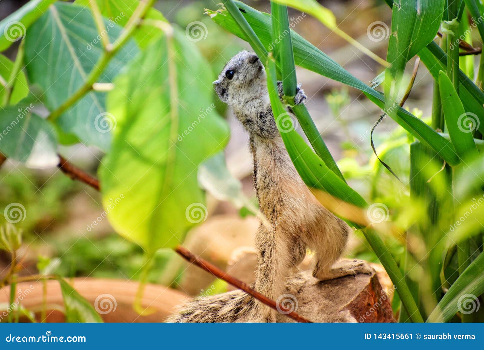 Squirrel stock image. Image of wallpaper, morning, nature - 143415661