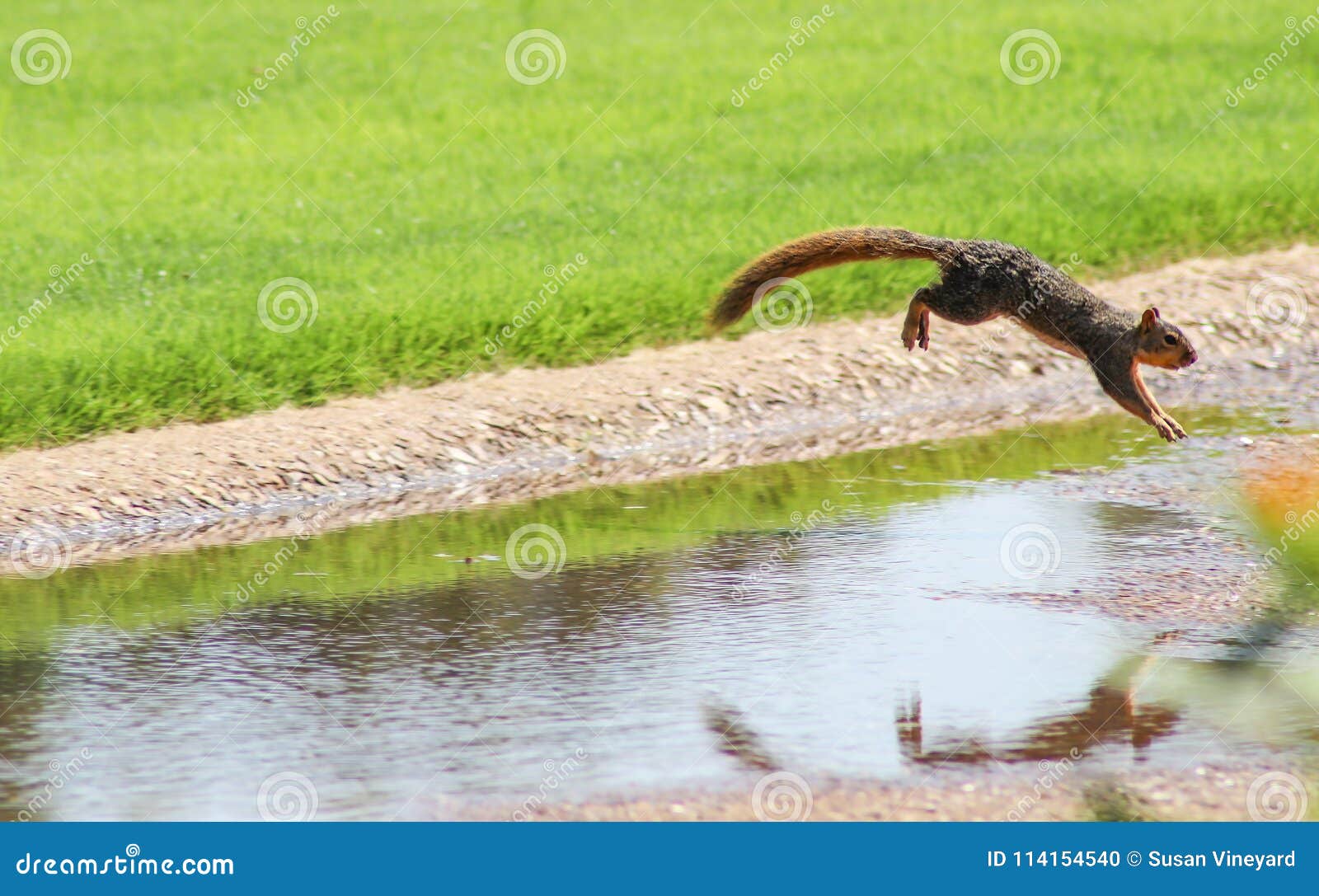 Squirrel in Motion - Squirrel Jumping Over a Ditch in a Park - Caught ...