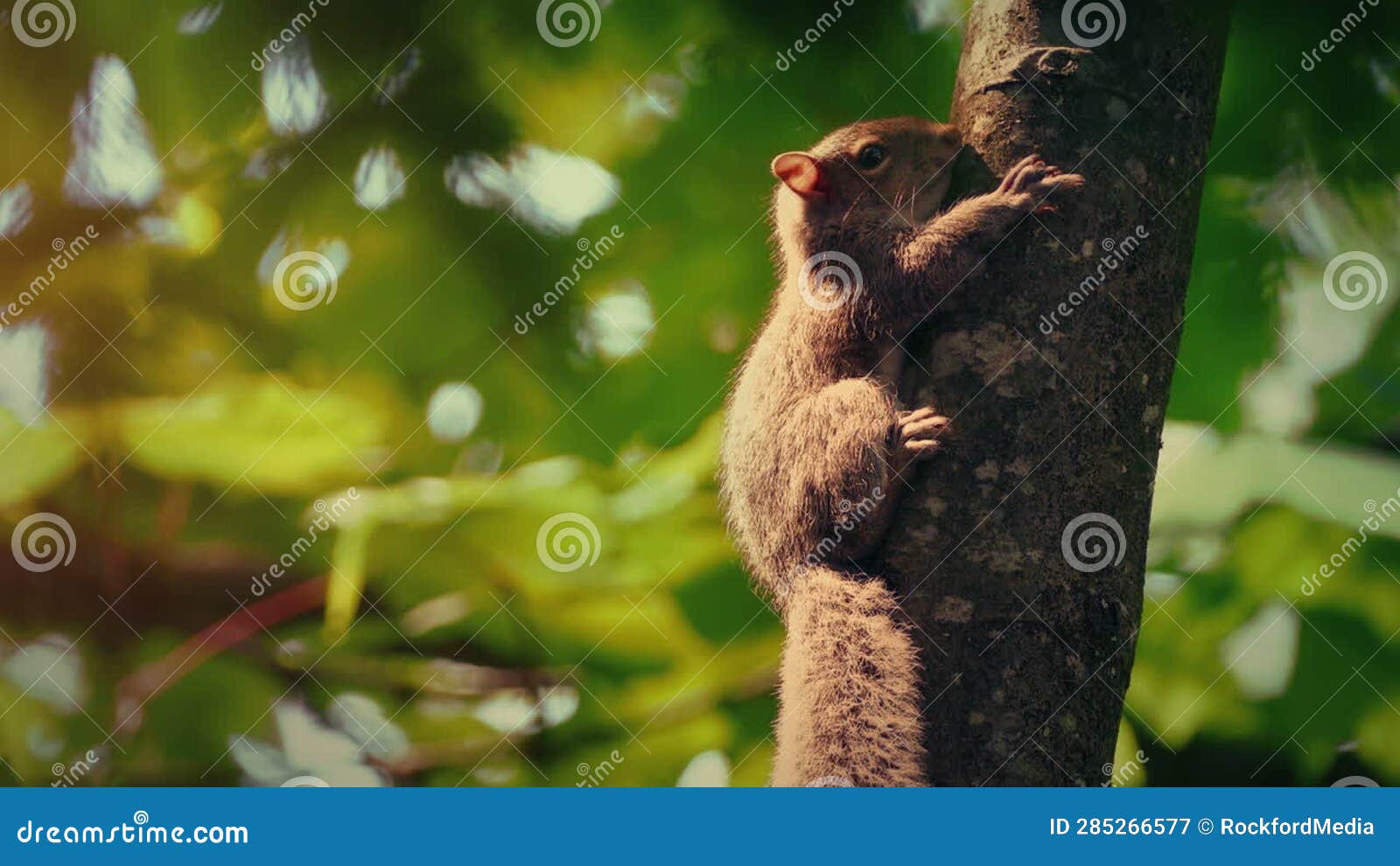 Squirrel Moving Around Tree Trunk on Sunny Evening Stock Video - Video ...
