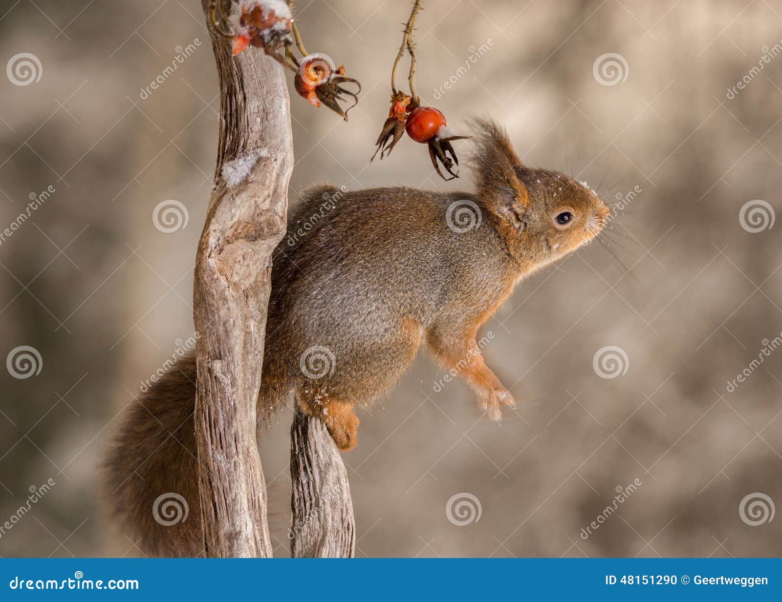 Squirrel moving leg stock photo. Image of animal, bright - 48151290