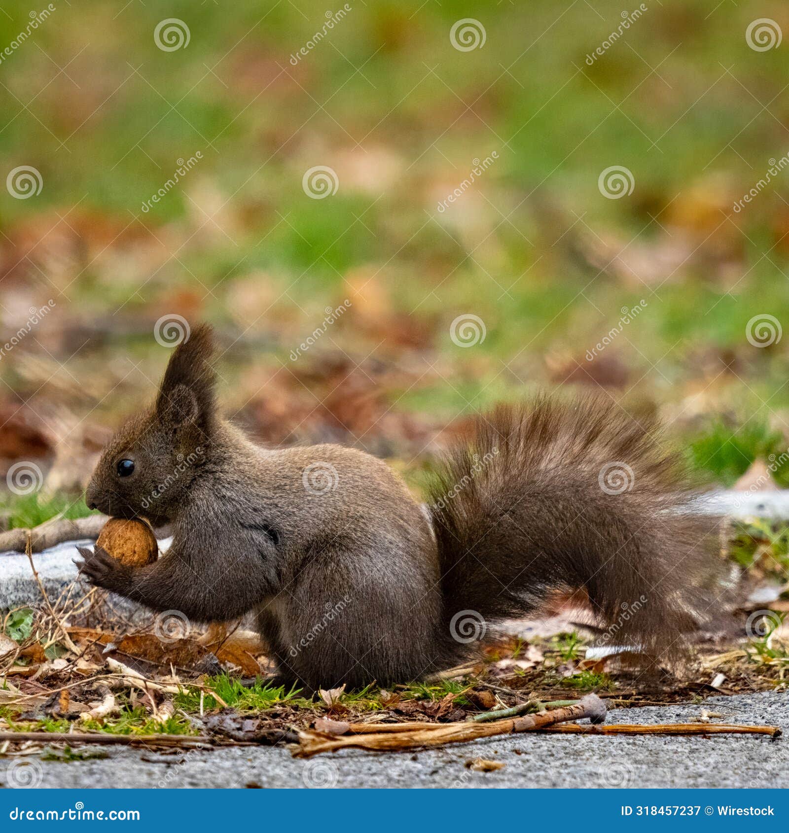 Squirrel Munching on a Nut in the Woods Stock Image - Image of squirrel ...