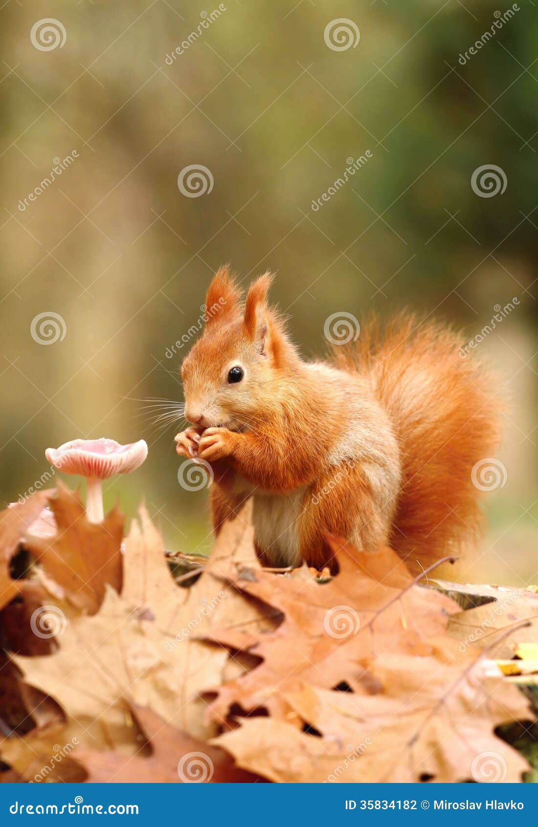Squirrel beside mushroom stock photo. Image of nice, nature - 35834182