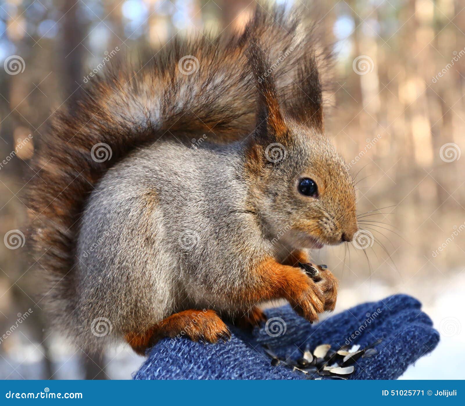 Squirrel stock image. Image of brown, blur, cute, feeding - 51025771