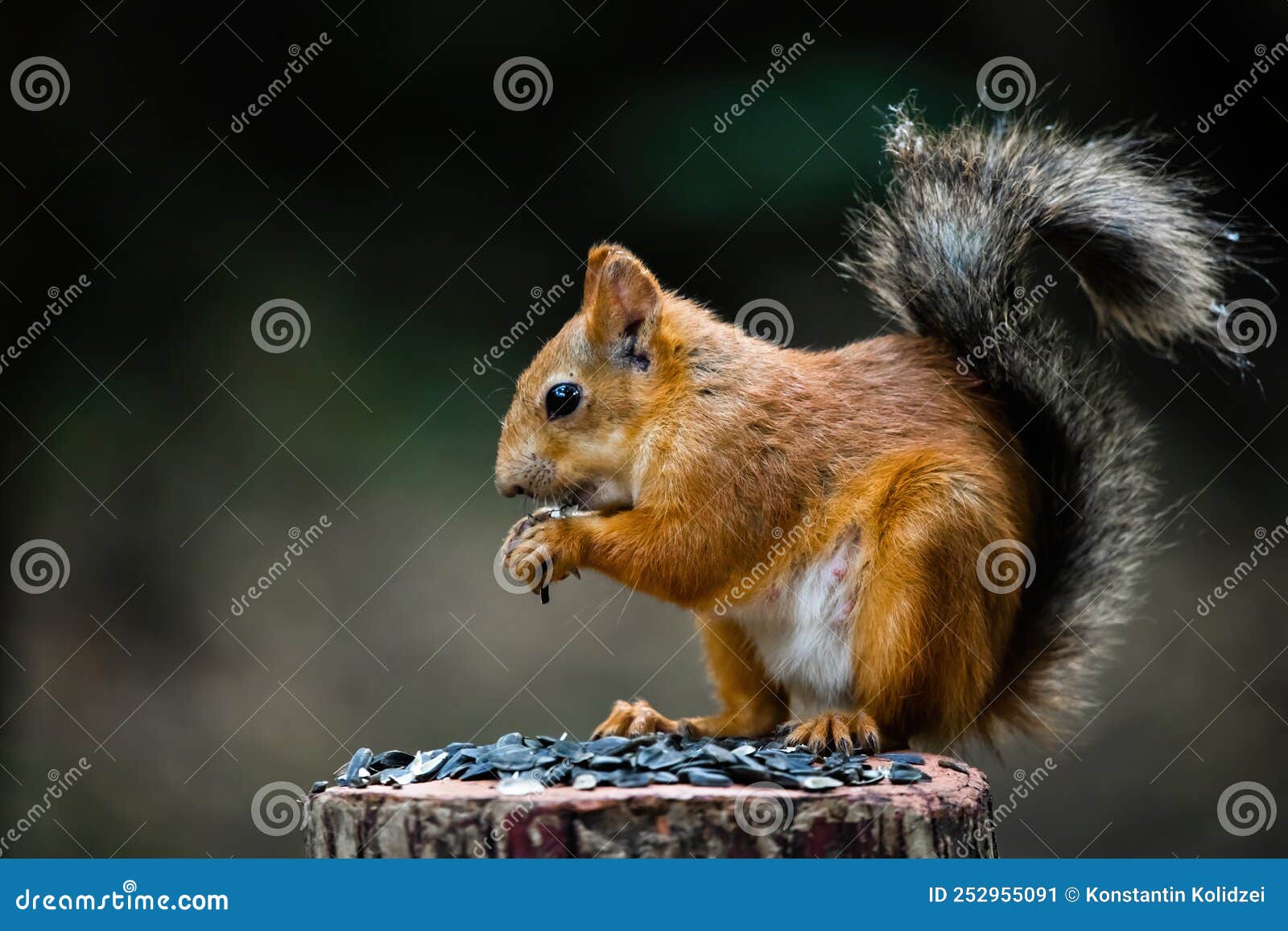 Squirrel in the Natural Environment. Stock Image - Image of creature ...