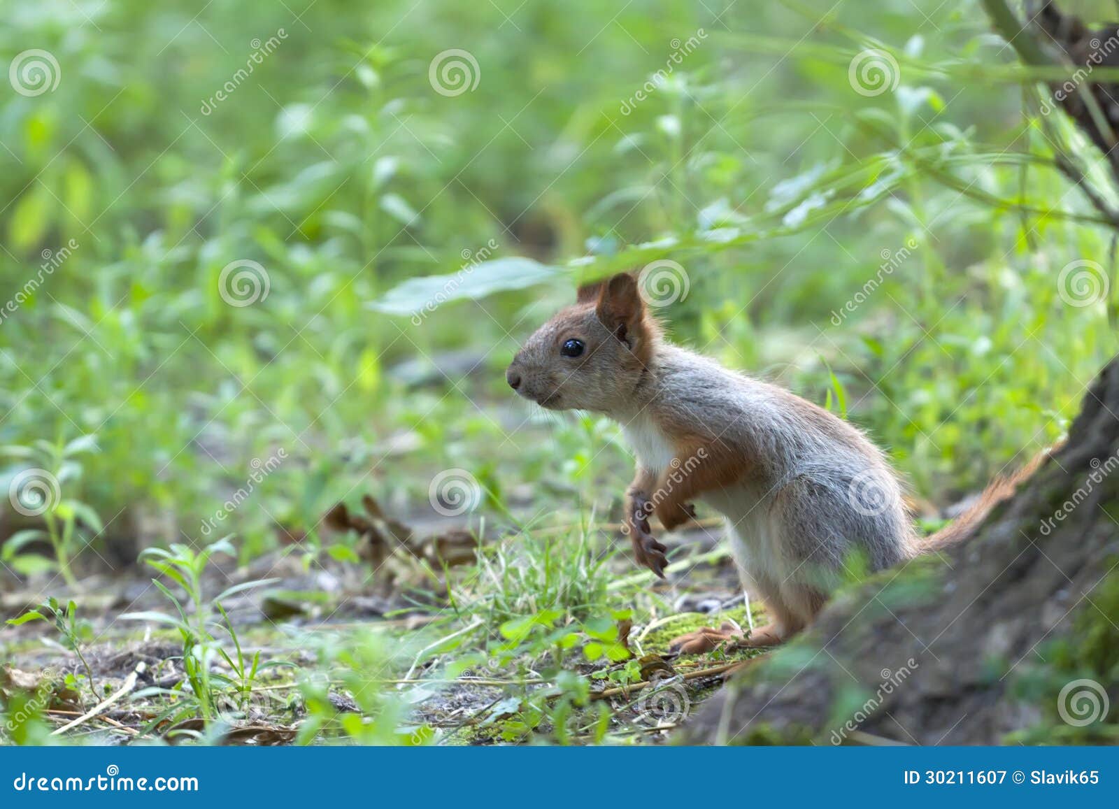 Small red squirrel stock image. Image of animal, blurred - 30211607